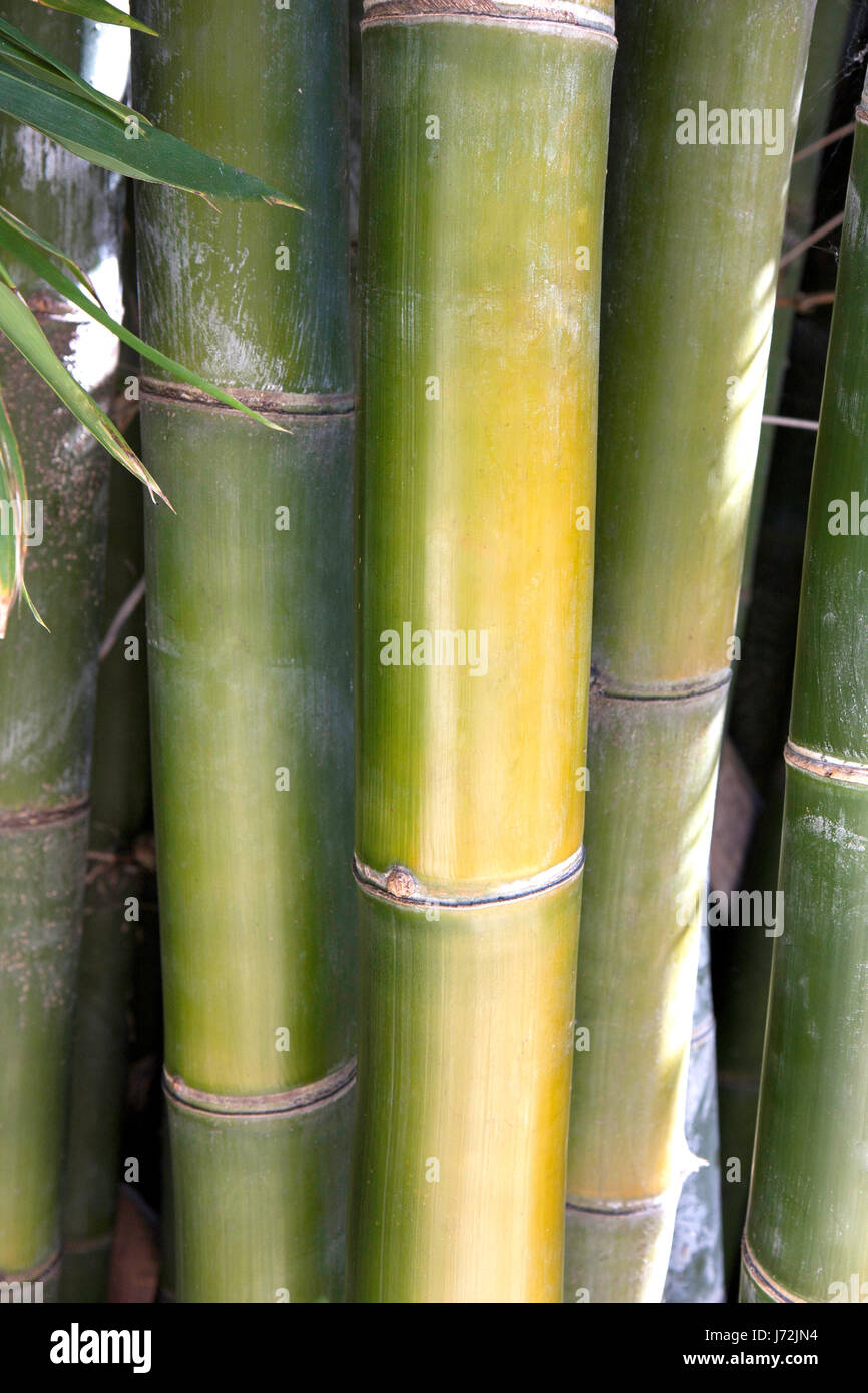 asia bamboo chinese backdrop background forest garden asia bamboo ...