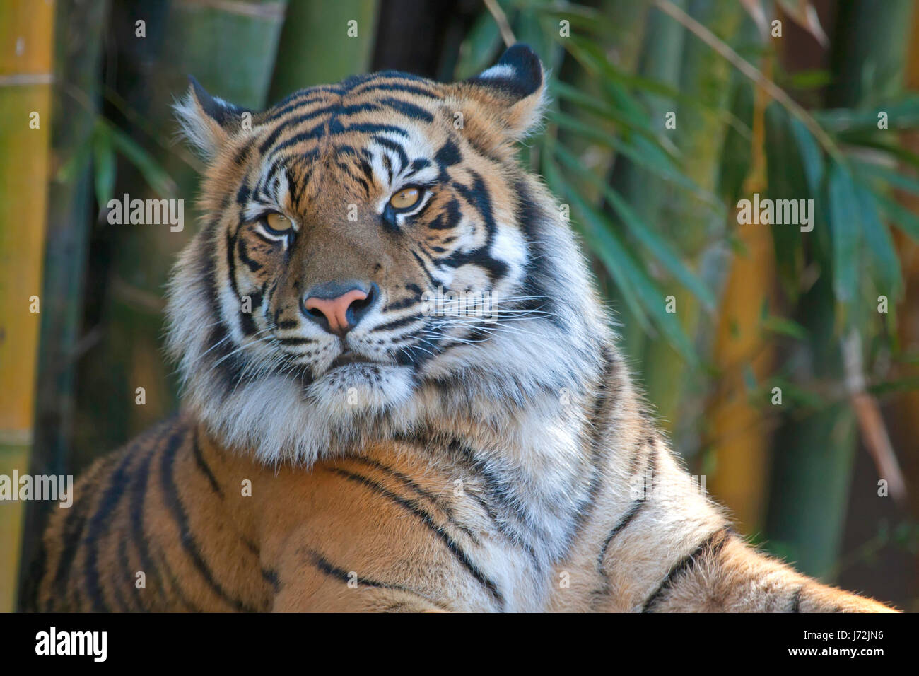 big large enormous extreme powerful imposing immense relevant closeup ...