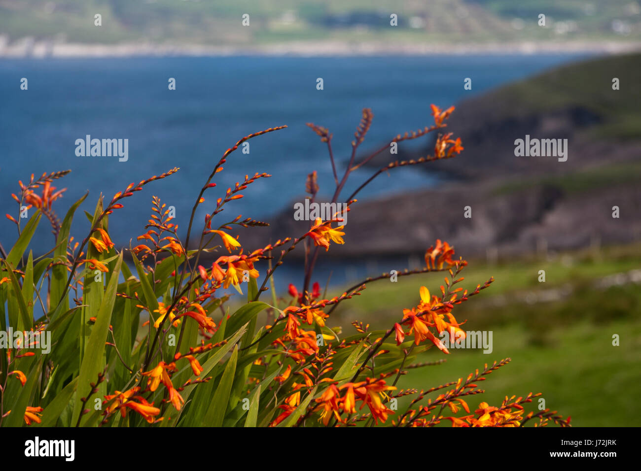 wildflowers on ireland's coast Stock Photo - Alamy