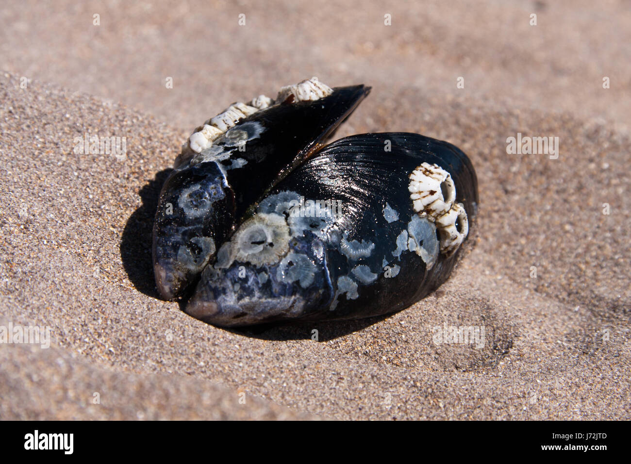 object beach seaside the beach seashore shell coast salt water sea ...