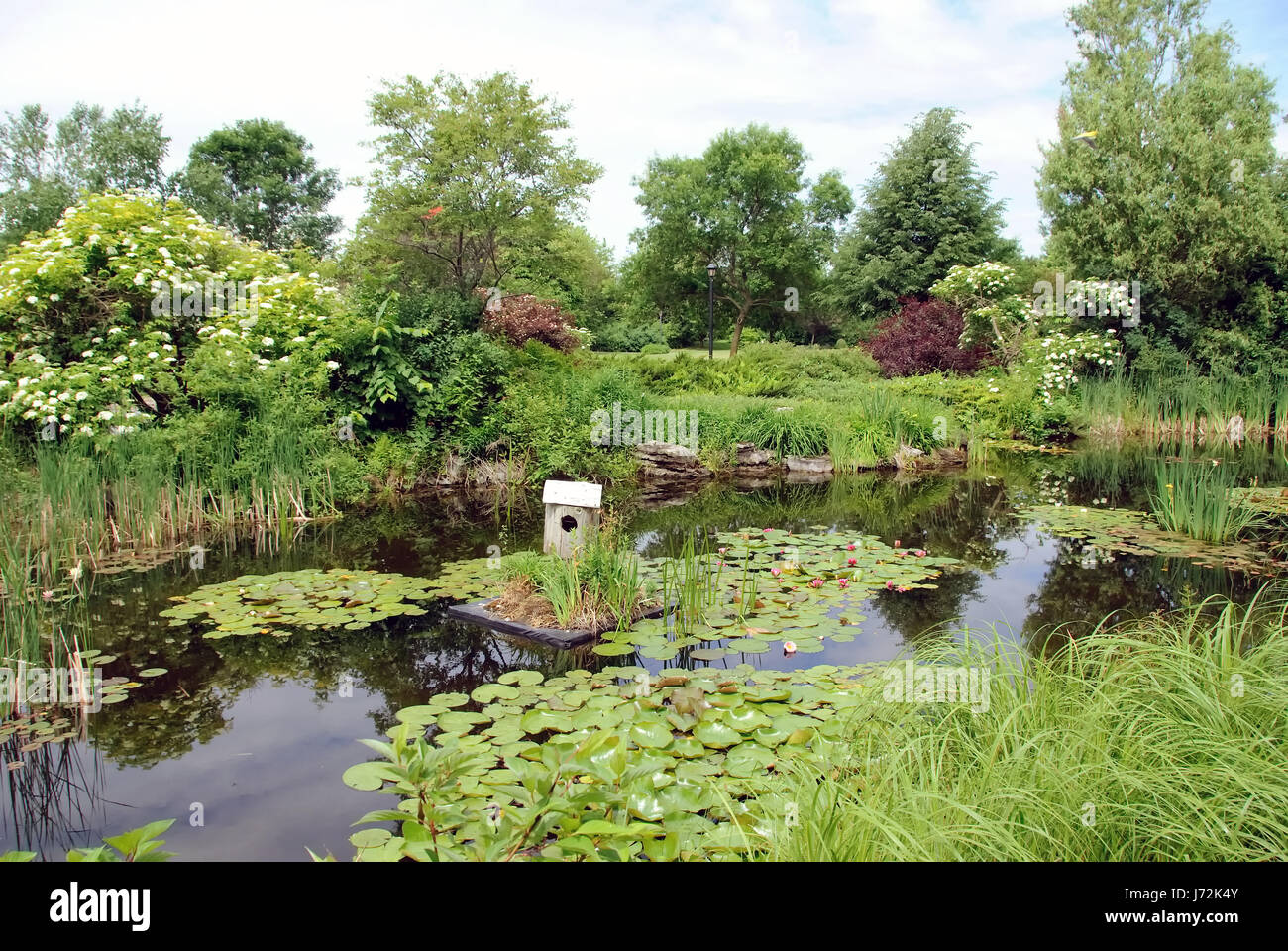garden evergreen fresh water pond water damp moisture creek leaf ...