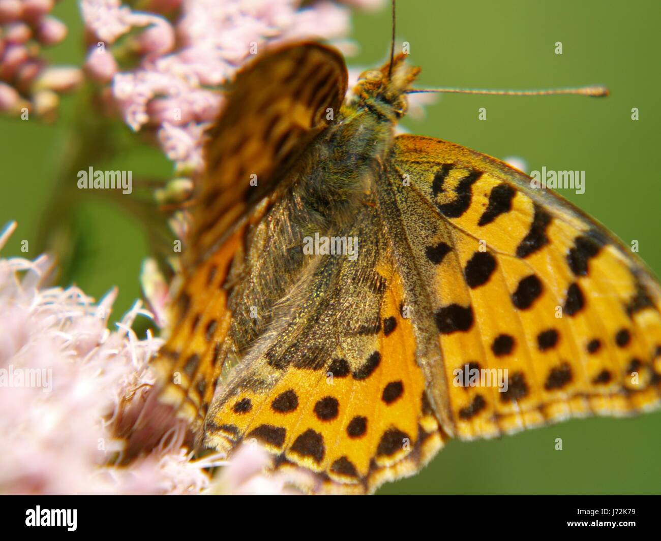 butterfly in yellow and brown Stock Photo - Alamy
