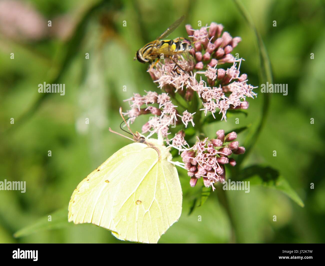 butterfly and insect Stock Photo - Alamy