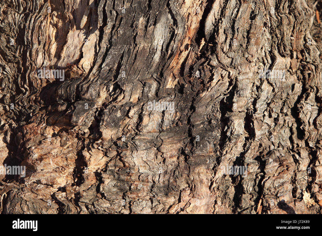 tree wood surface crack grooves aged bark fissure texture macro close ...