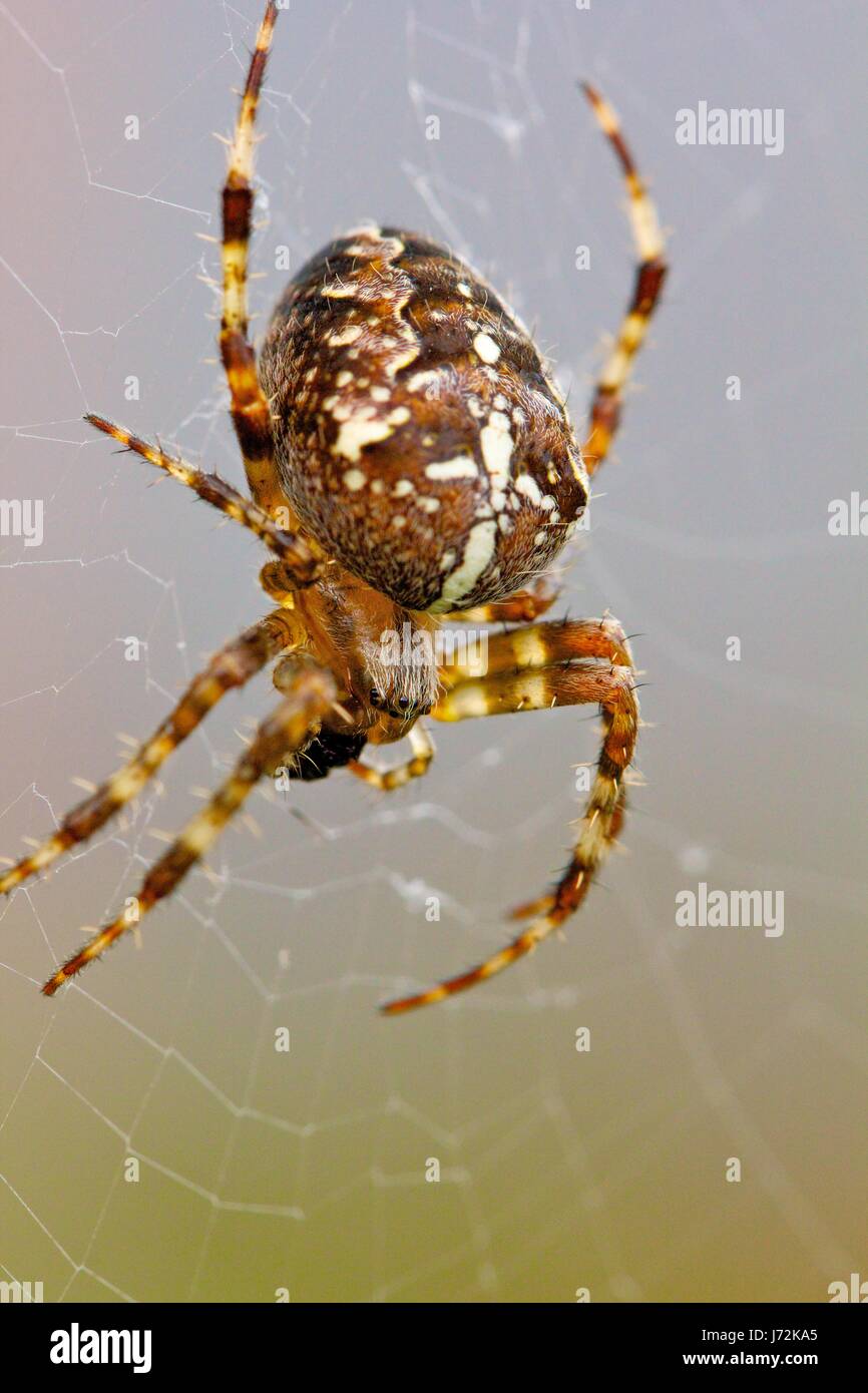 animal insect cross spider net danger macro close-up macro admission ...