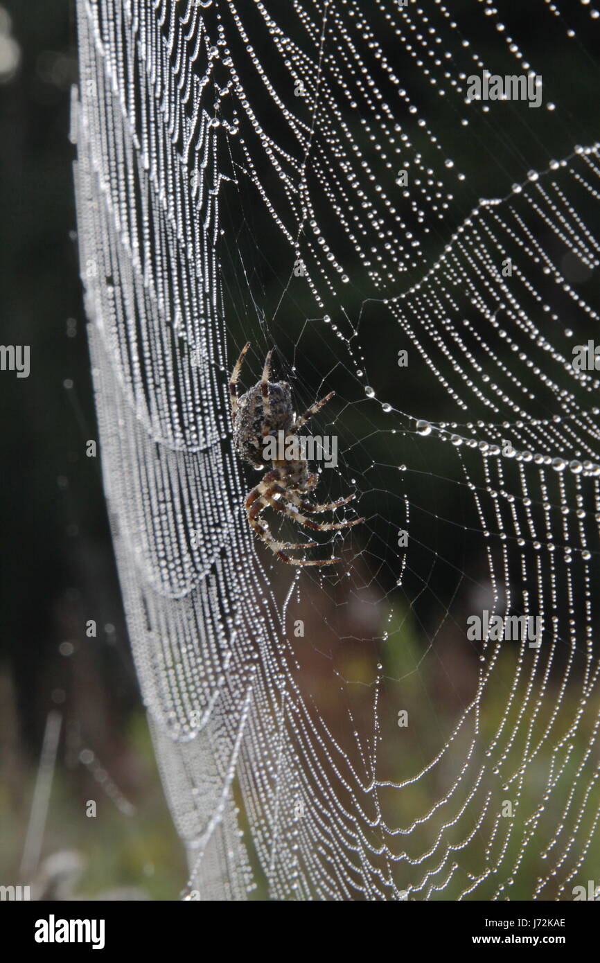 coloured spider dew meadow net cobweb spiders web drop drip drops ...