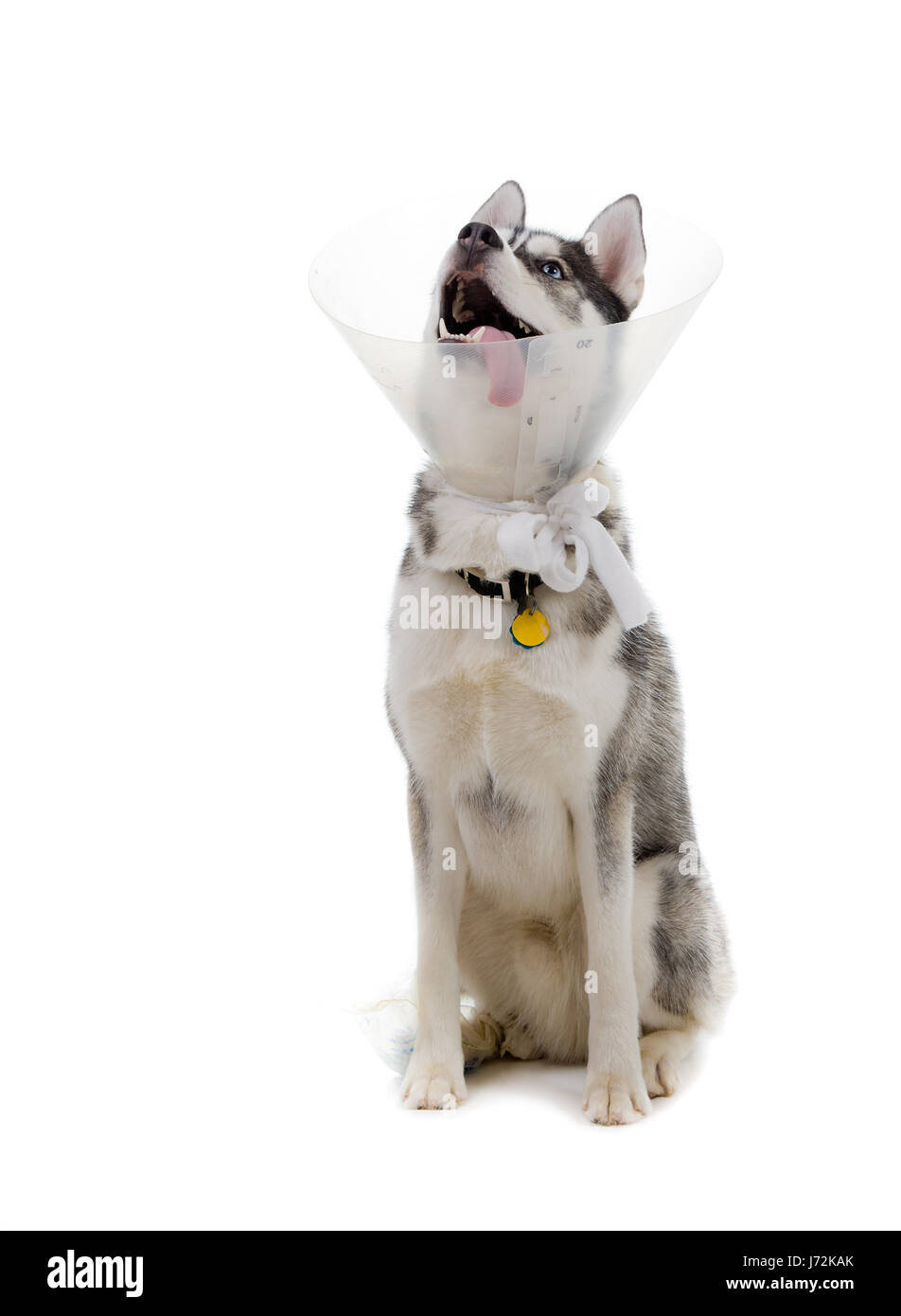 isolated dog puppy put sitting sit sick ill husky isolated animal pet ...