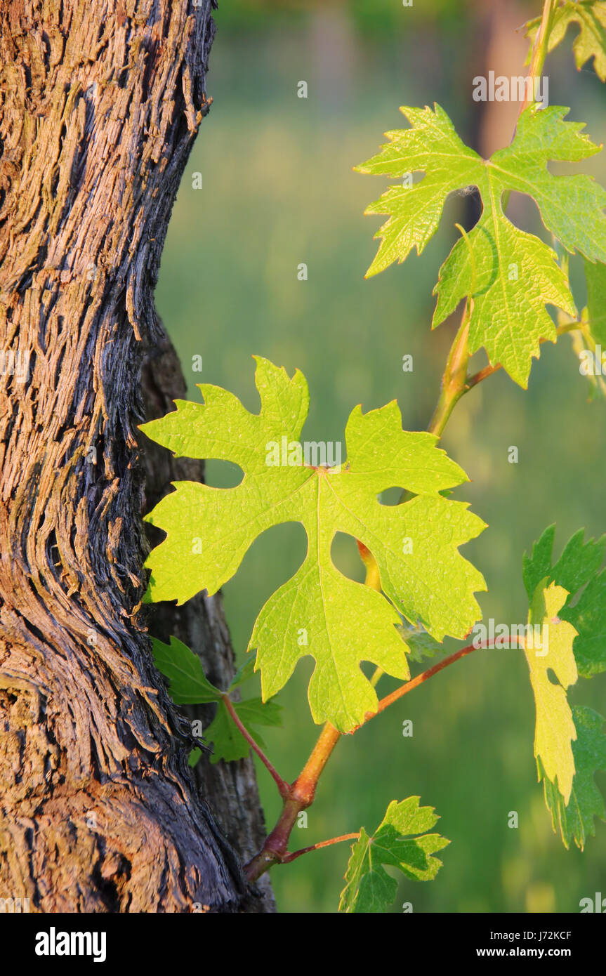 leaf leaves vine grape vine grape-vine foliage plant leaf green leaves ...
