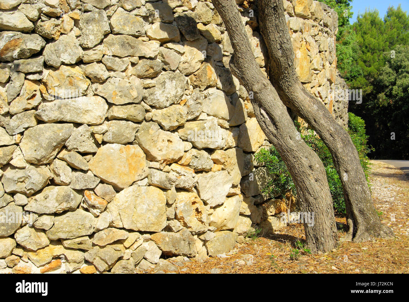 tree stone trunk wall olive olive-tree tree stone trunk wall branch ...