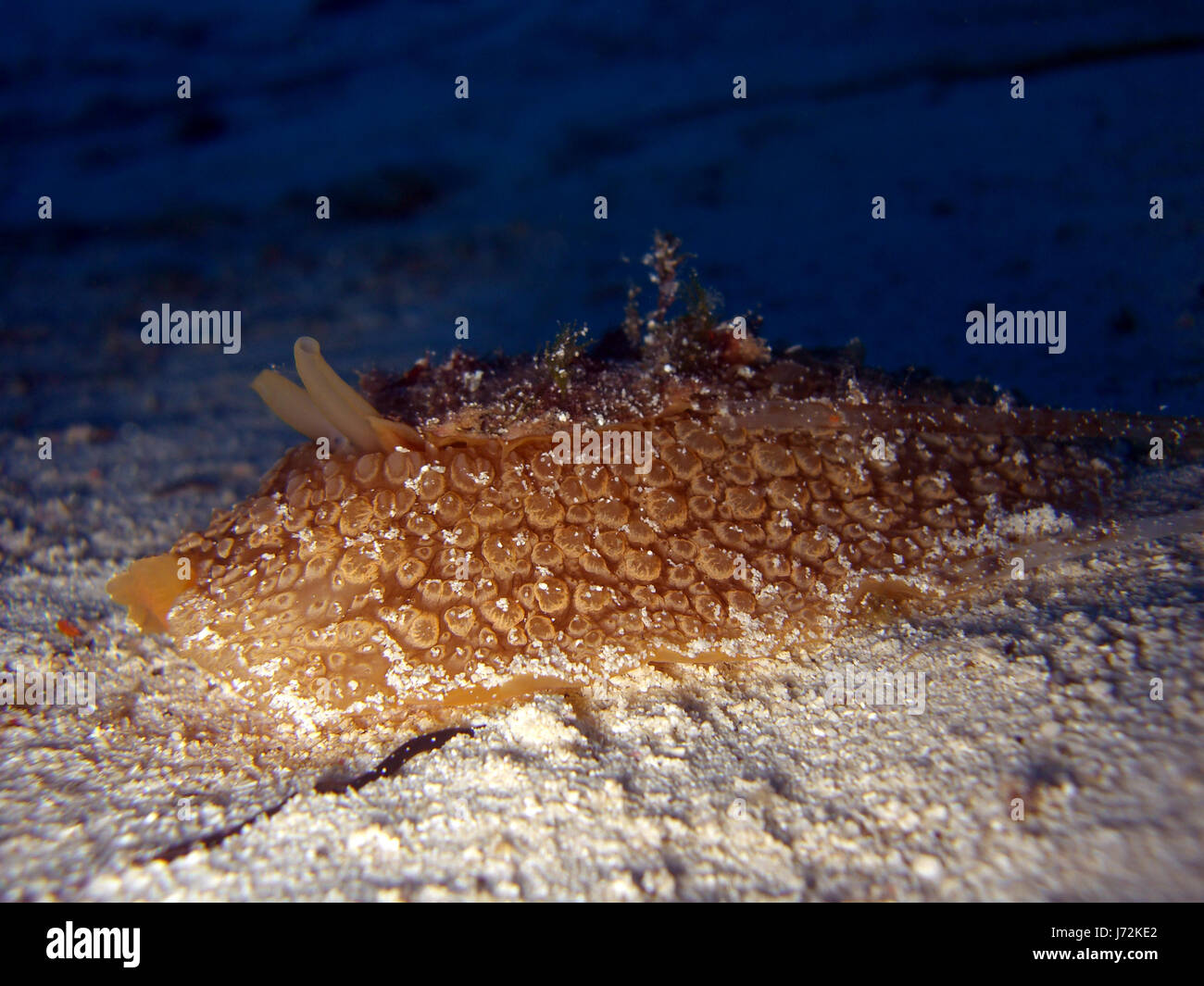 animal water mediterranean salt water sea ocean underwater malta slug ...