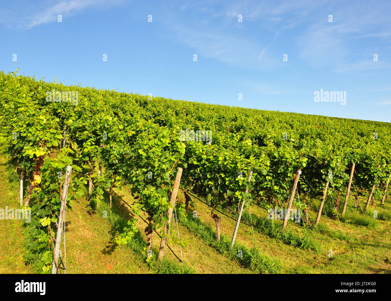 plant leaves cultivation of wine vineyard vines vine grape vine grape ...