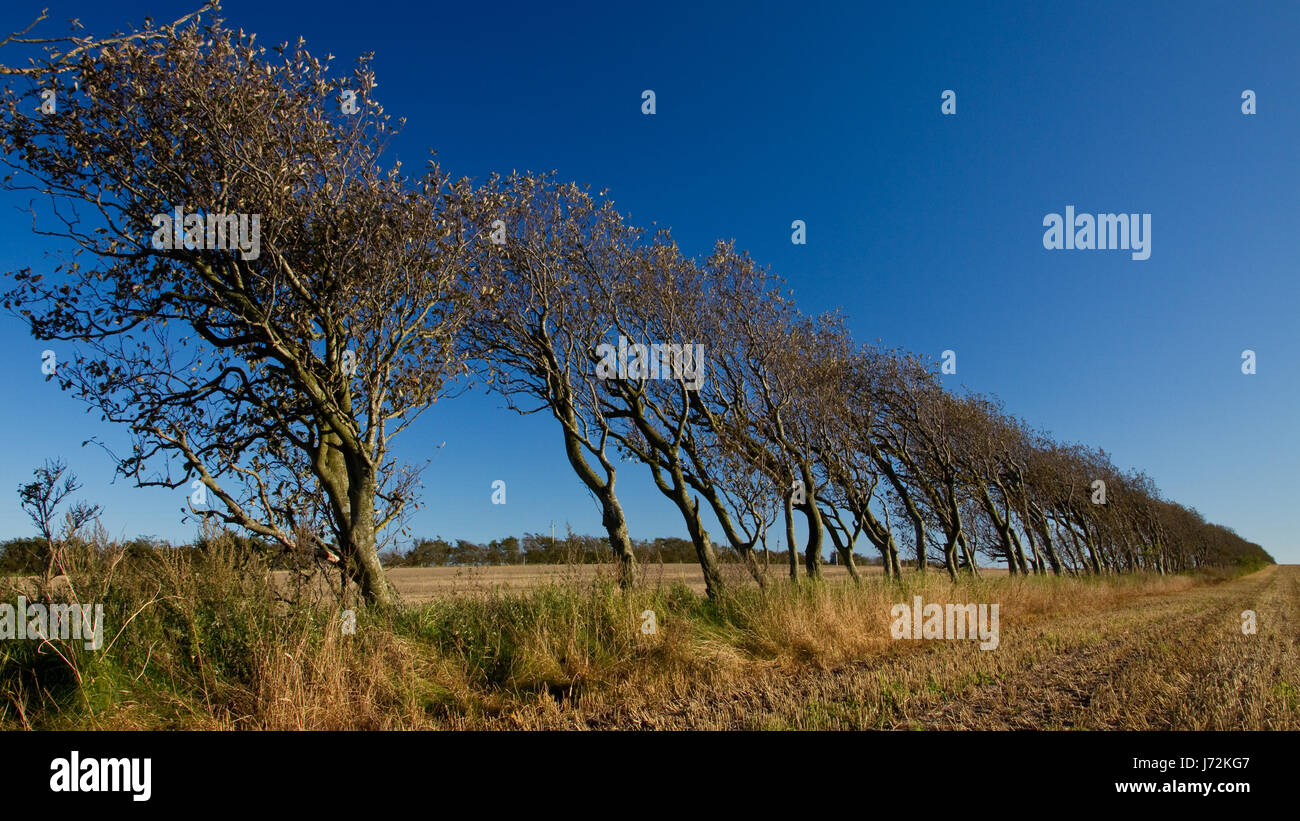 tree trees field branches branch avenue wind blue national park ...