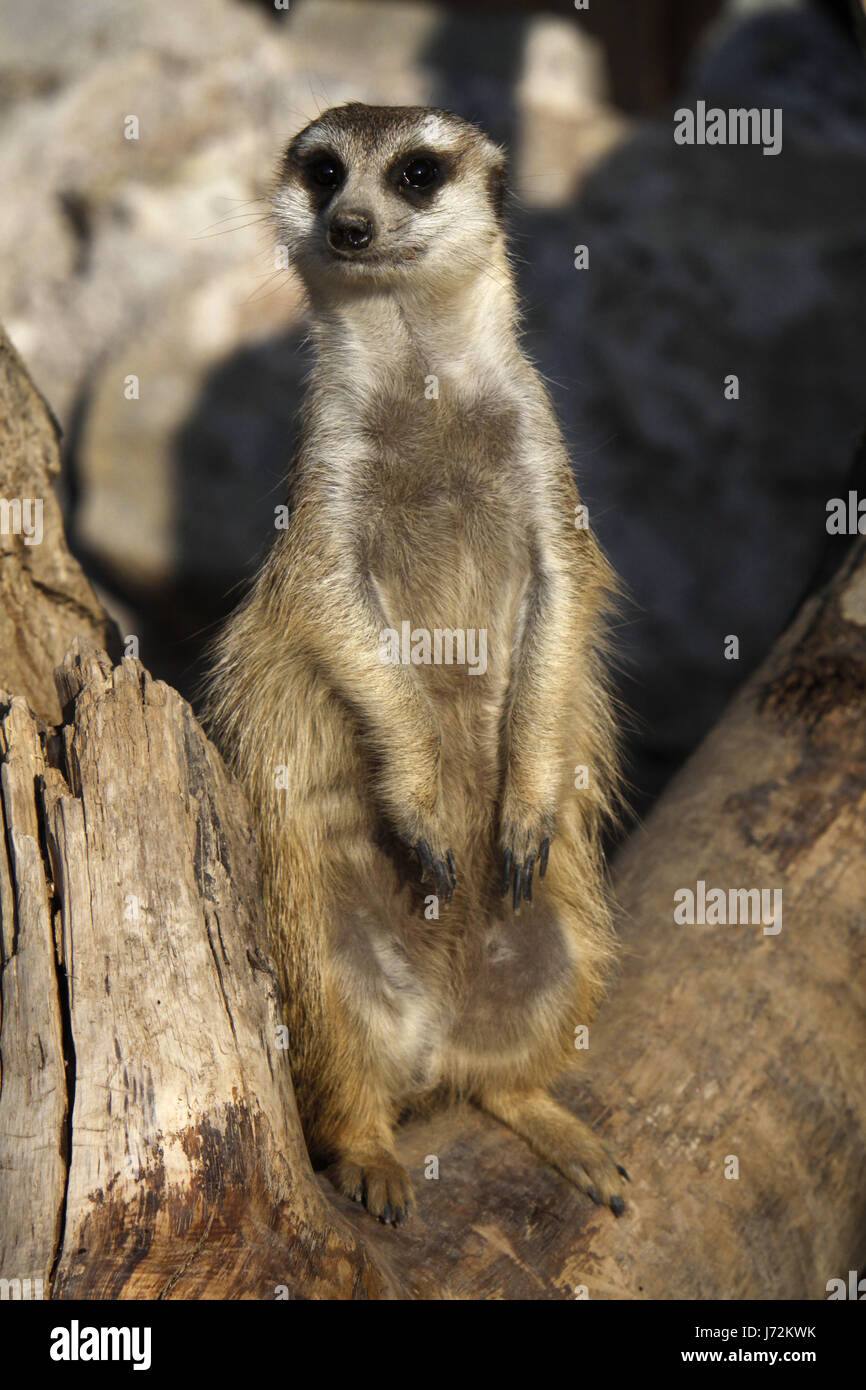 mammal mammals predator meerkat meerkats animal mammal watchful witty ...