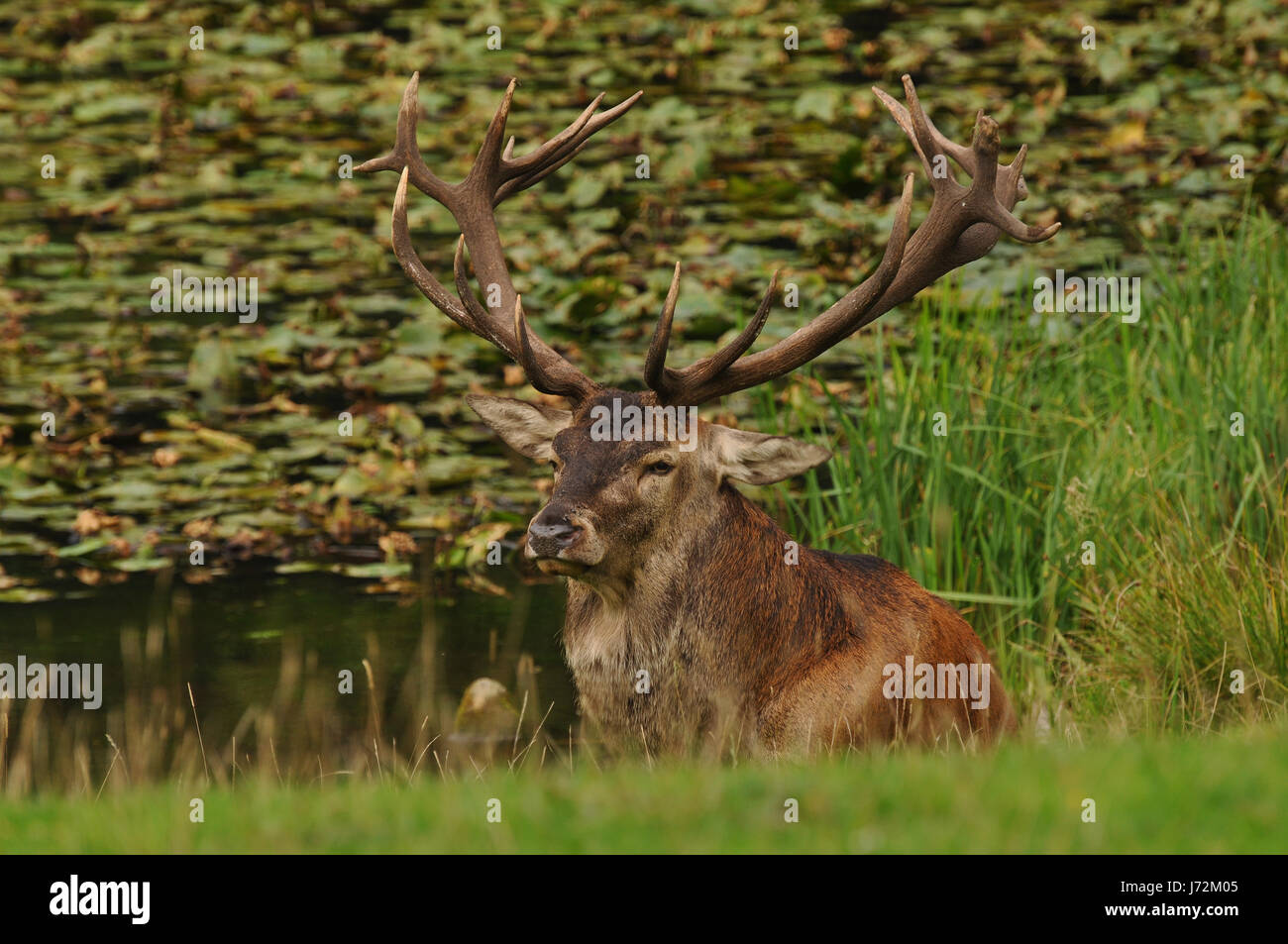 lie lying lies horns wild animal deer stag water nature hart stag big ...