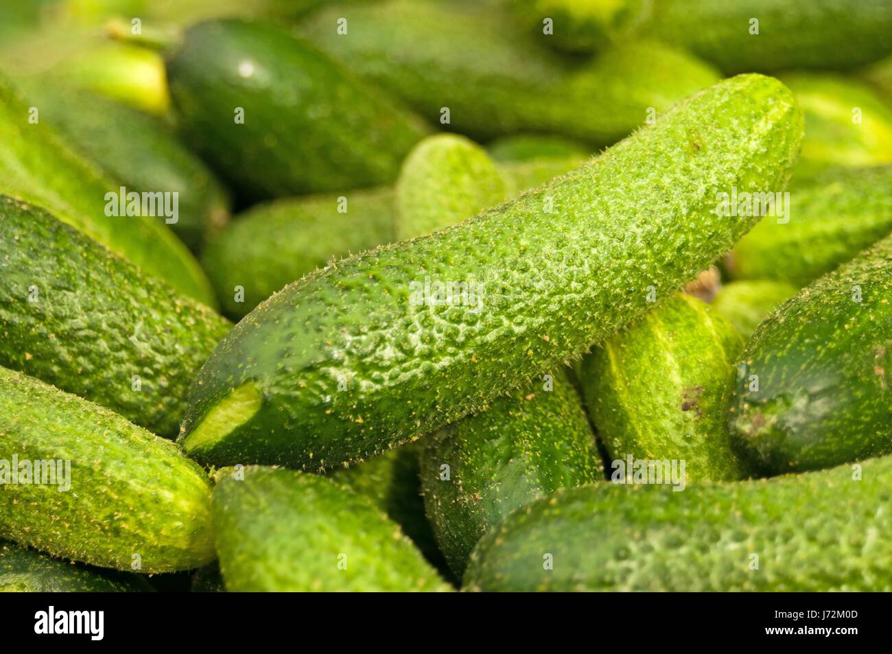 preserve gherkin kitchen cuisine boil cooks boiling cooking cucumber ...