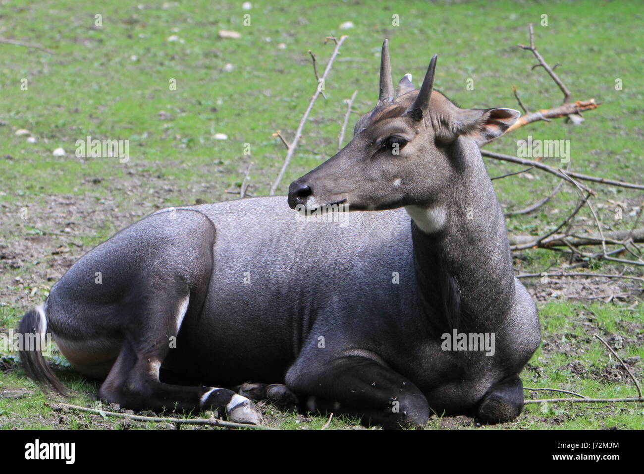 animal mammal fauna face portrait eyes ears skin antelope nature head ...