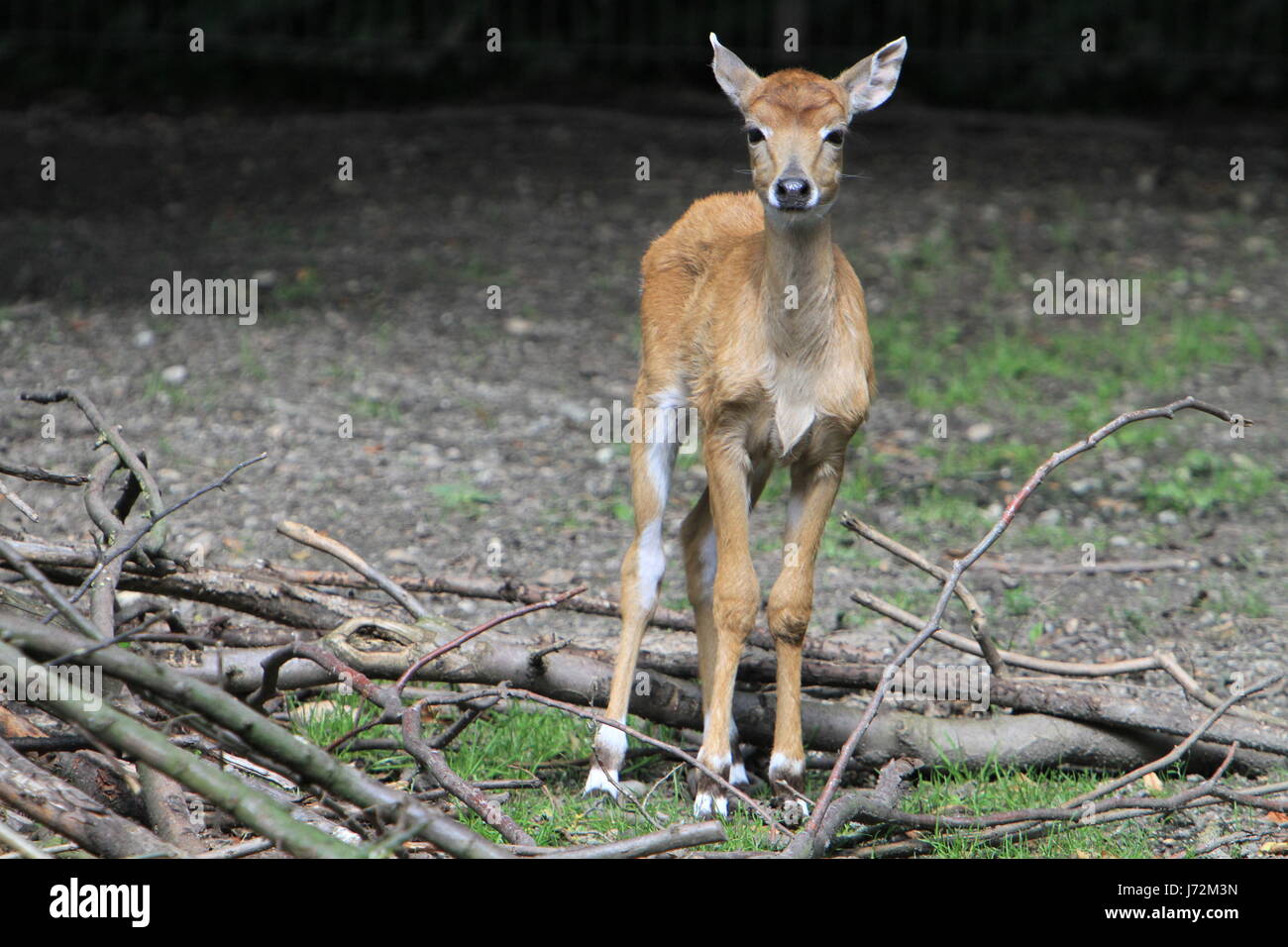 animal mammal fauna face portrait eyes ears skin antelope nature head ...