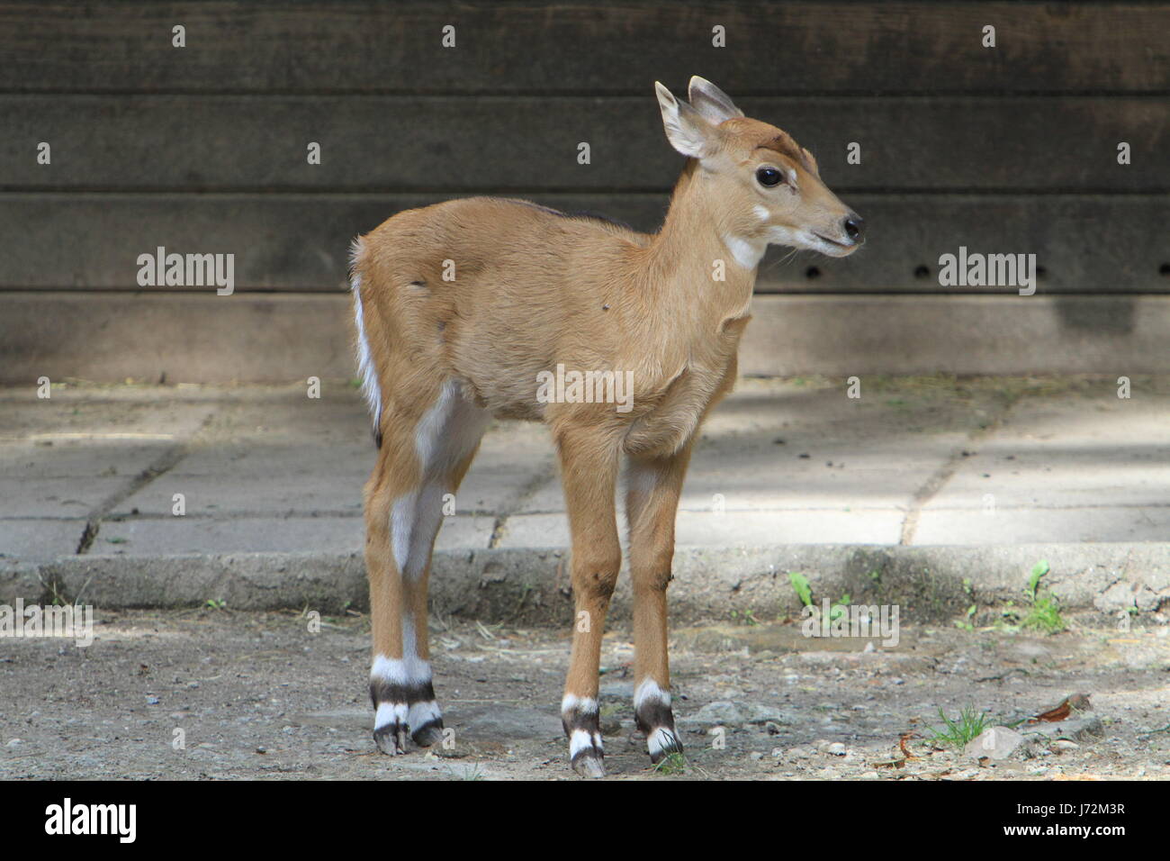 animal mammal fauna face portrait eyes ears skin antelope nature head ...