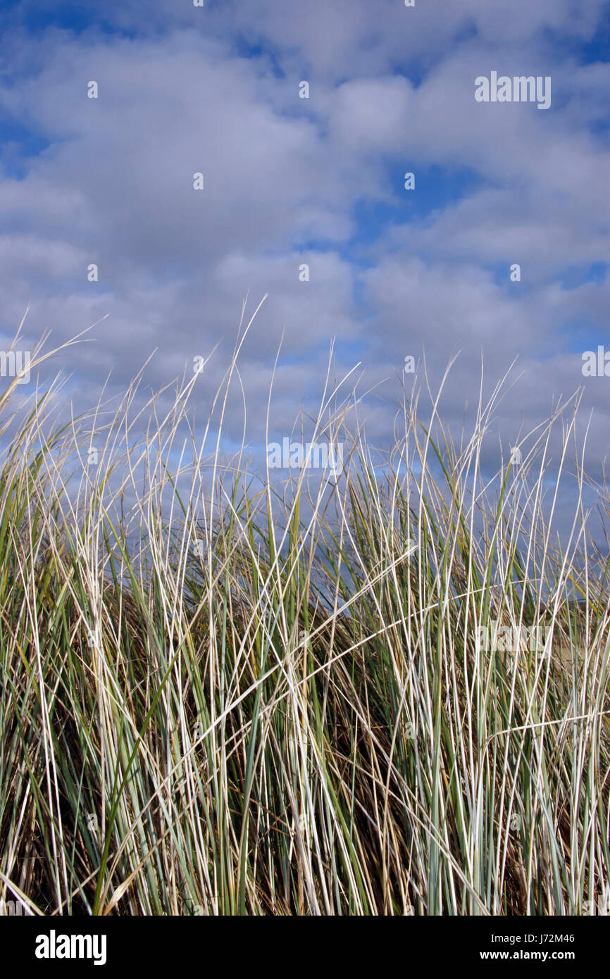 wild coast ireland windy reeds meadow grass lawn green nature blue hill ...