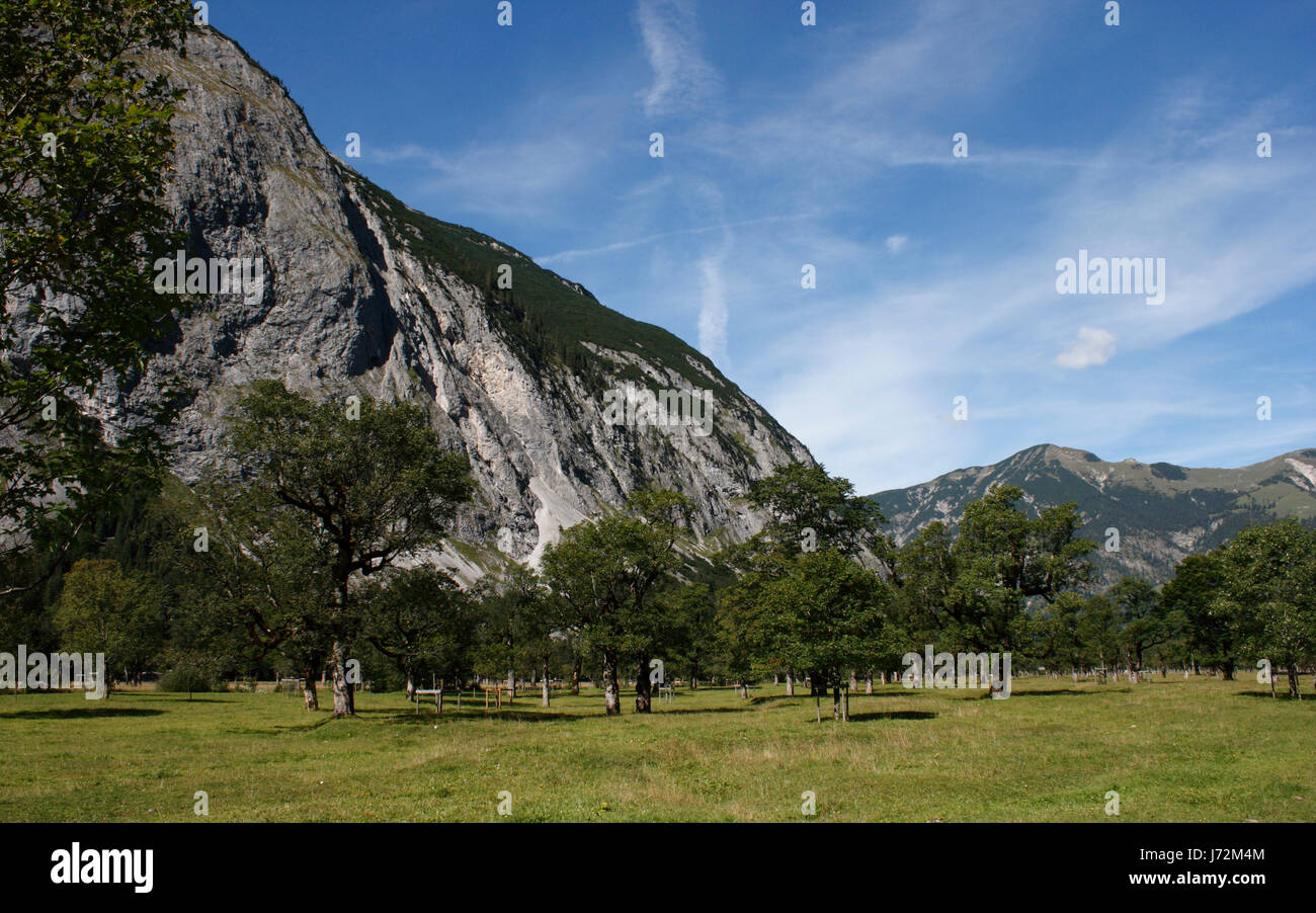 tree trees mountains alps valley maple tree trees mountains alps ...