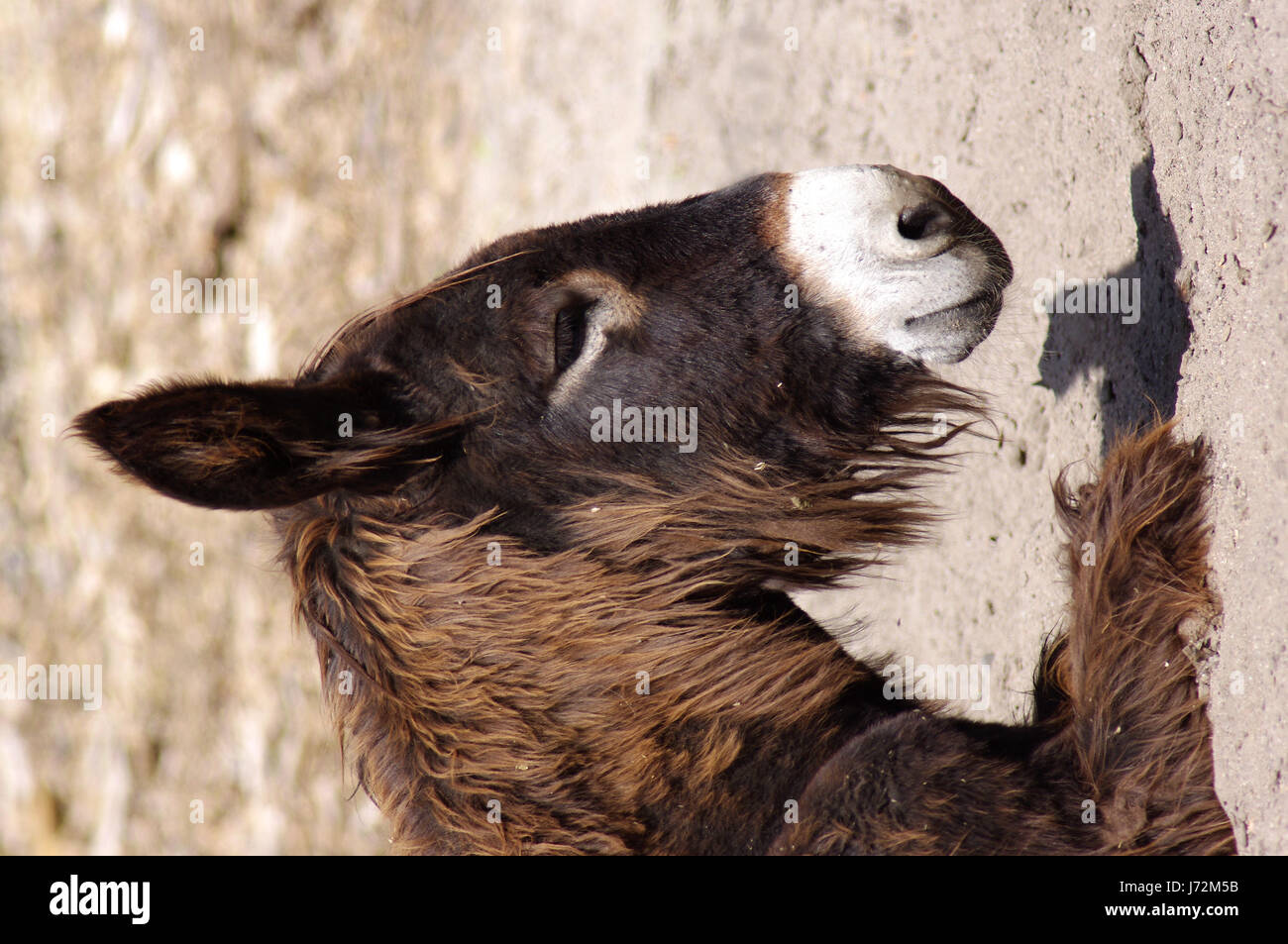 Donkey leg hi-res stock photography and images - Alamy