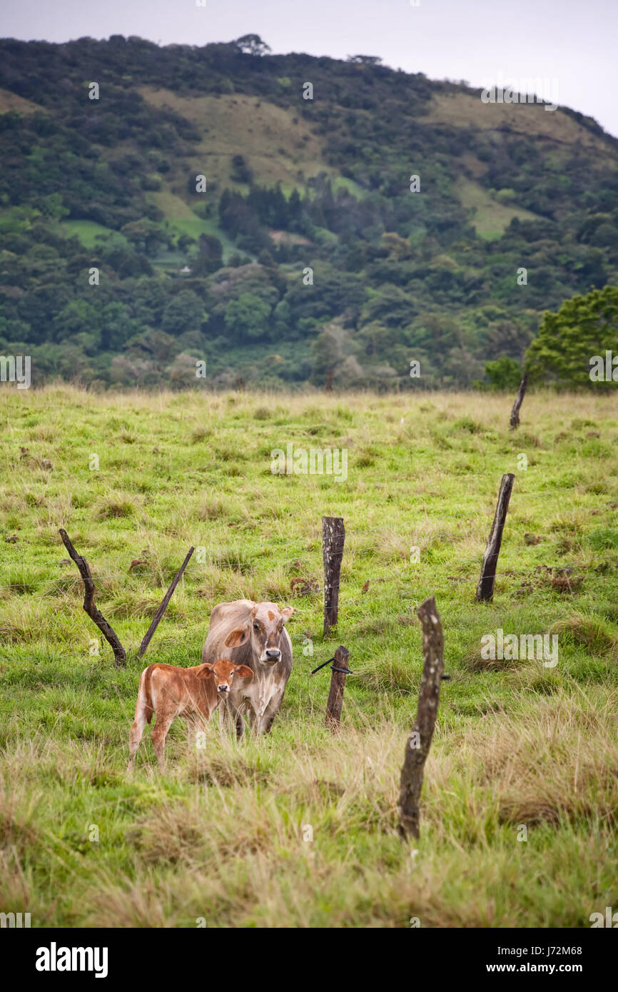 fauna field fog farm cowboy dairy fence travel hill horizon animal ...