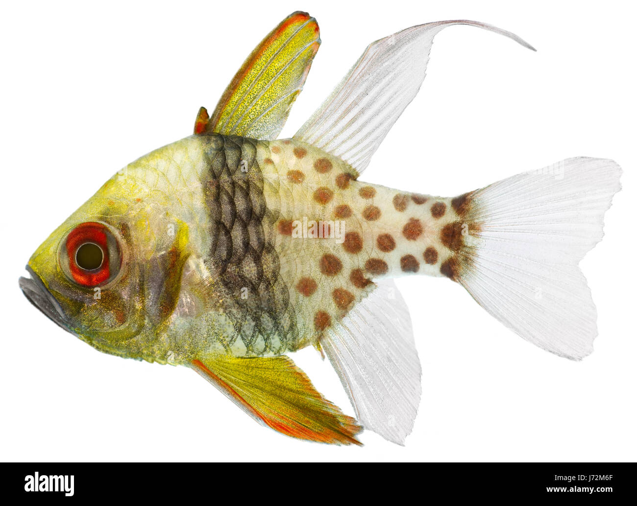 Brown Water Navy High Resolution Stock Photography and Images - Alamy