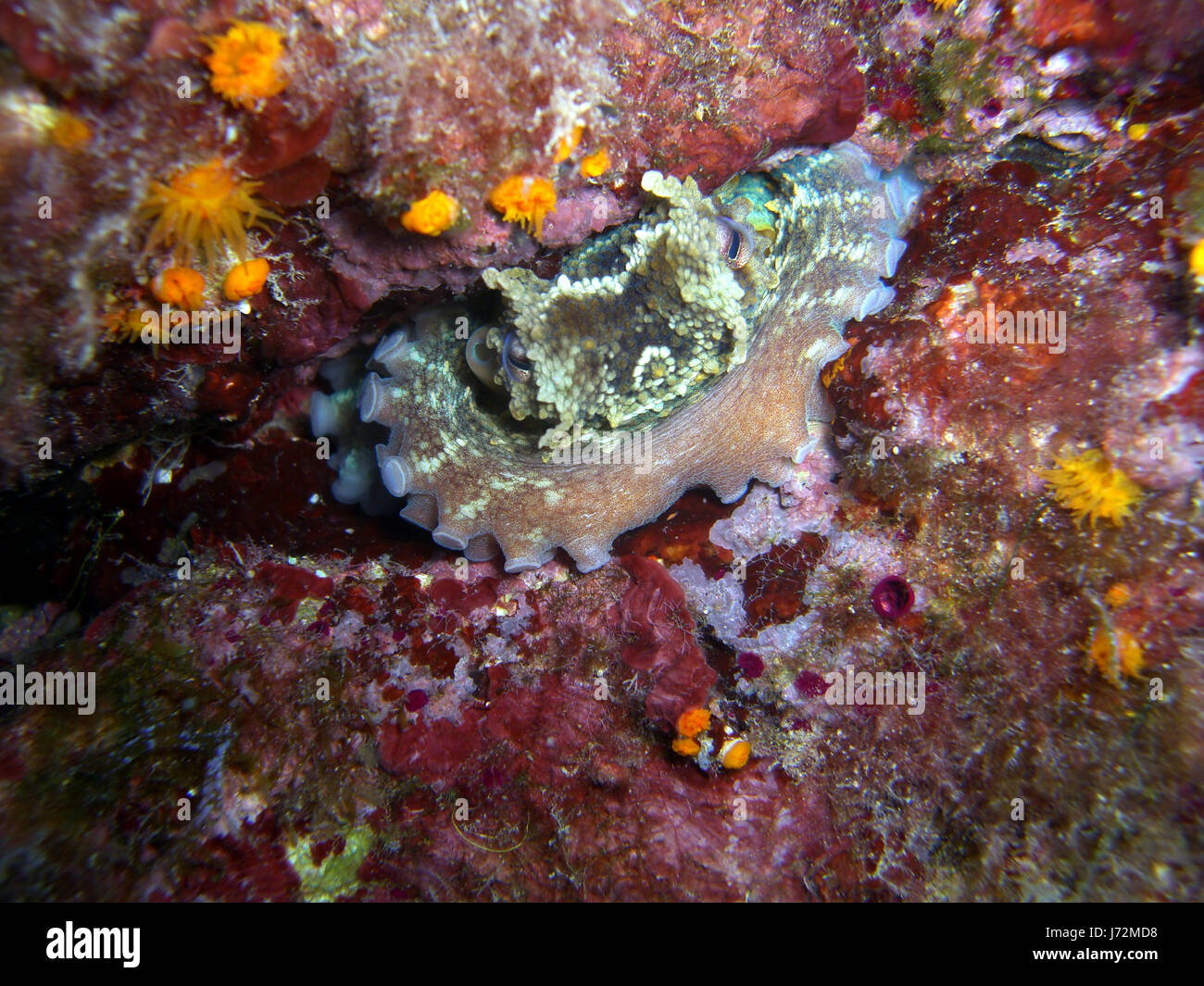 mollusc animals sepia water mediterranean salt water sea ocean ...
