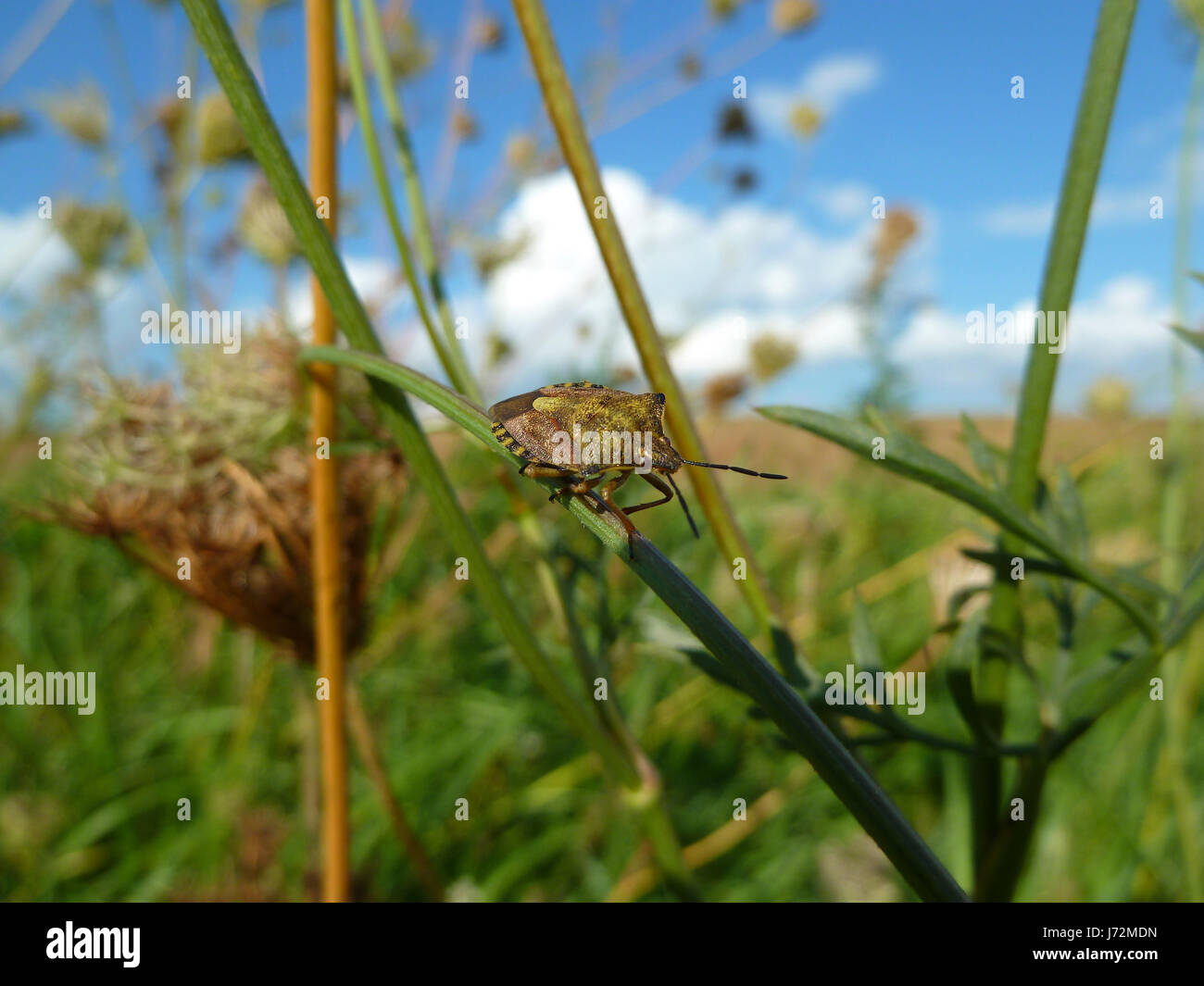 Curious bug hi-res stock photography and images - Alamy