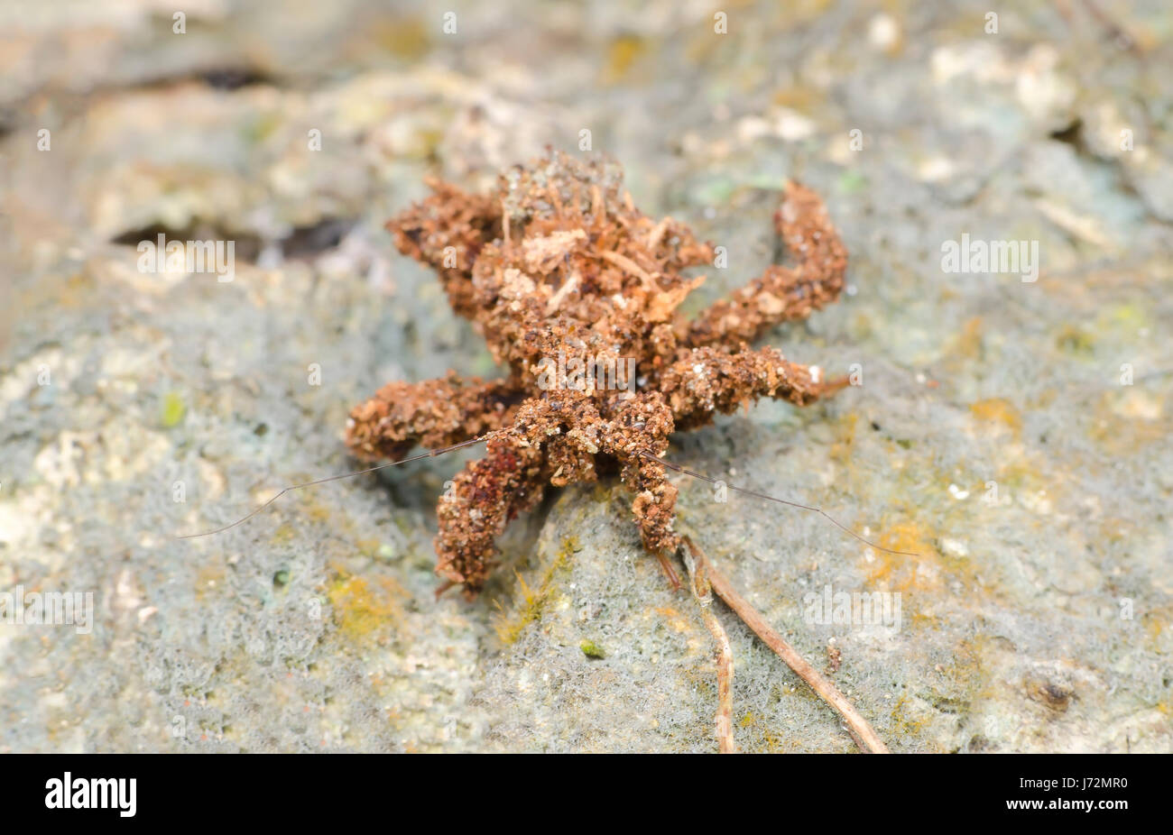 assassin bug nymph cover their body with debris for hunting and ...
