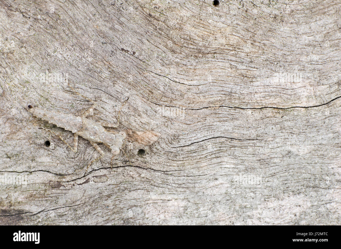 closeup praying mantis. bark mantis .Amorphoscelis.sp nymph Stock Photo ...