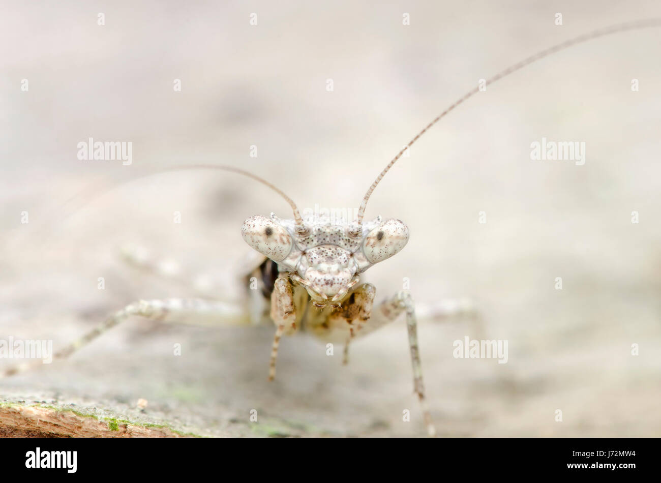 closeup praying mantis. bark mantis face.Amorphoscelis.sp nymph Stock ...