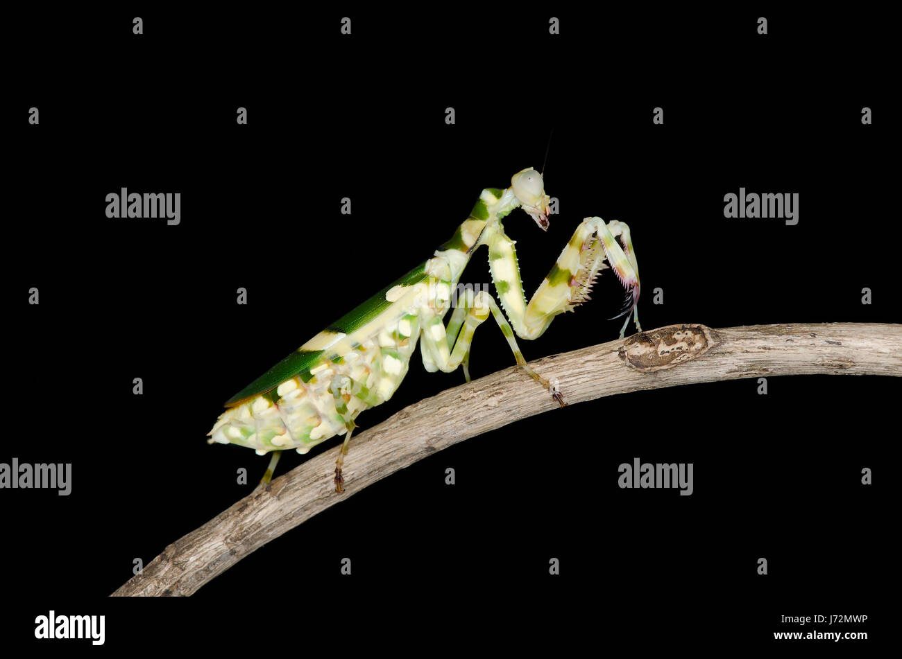 banded flower mantis. praying mantis, Theopropus elegans Stock Photo ...