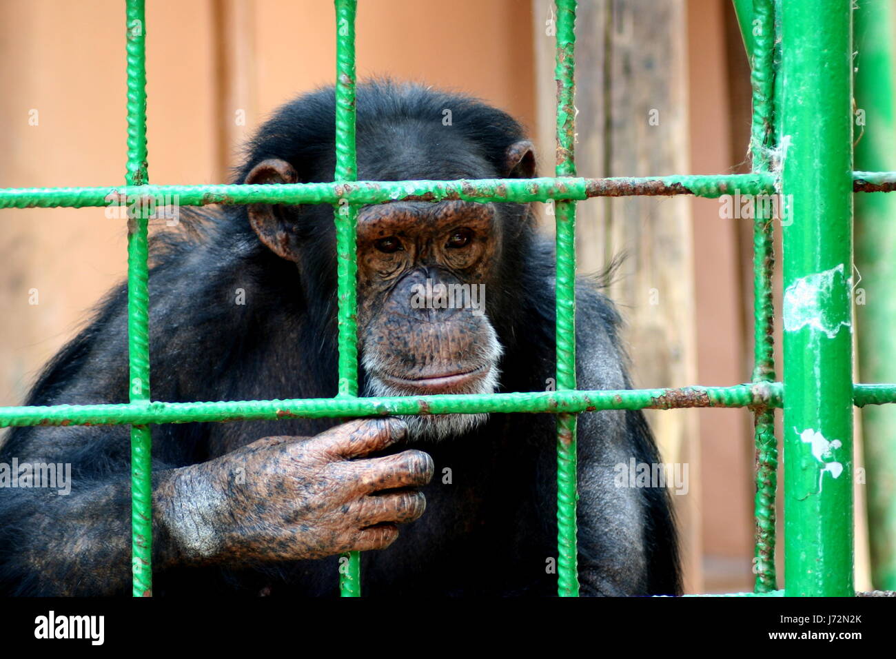 sad monkey chimpanzee alone lonely caged grating grate grid grille sad ...