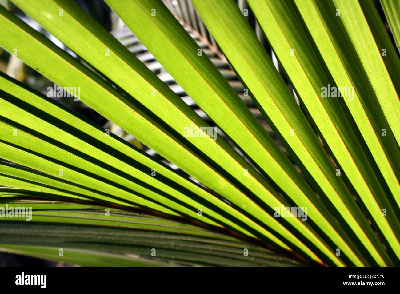 leaves pattern palm backdrop background foliage nature design leaf ...