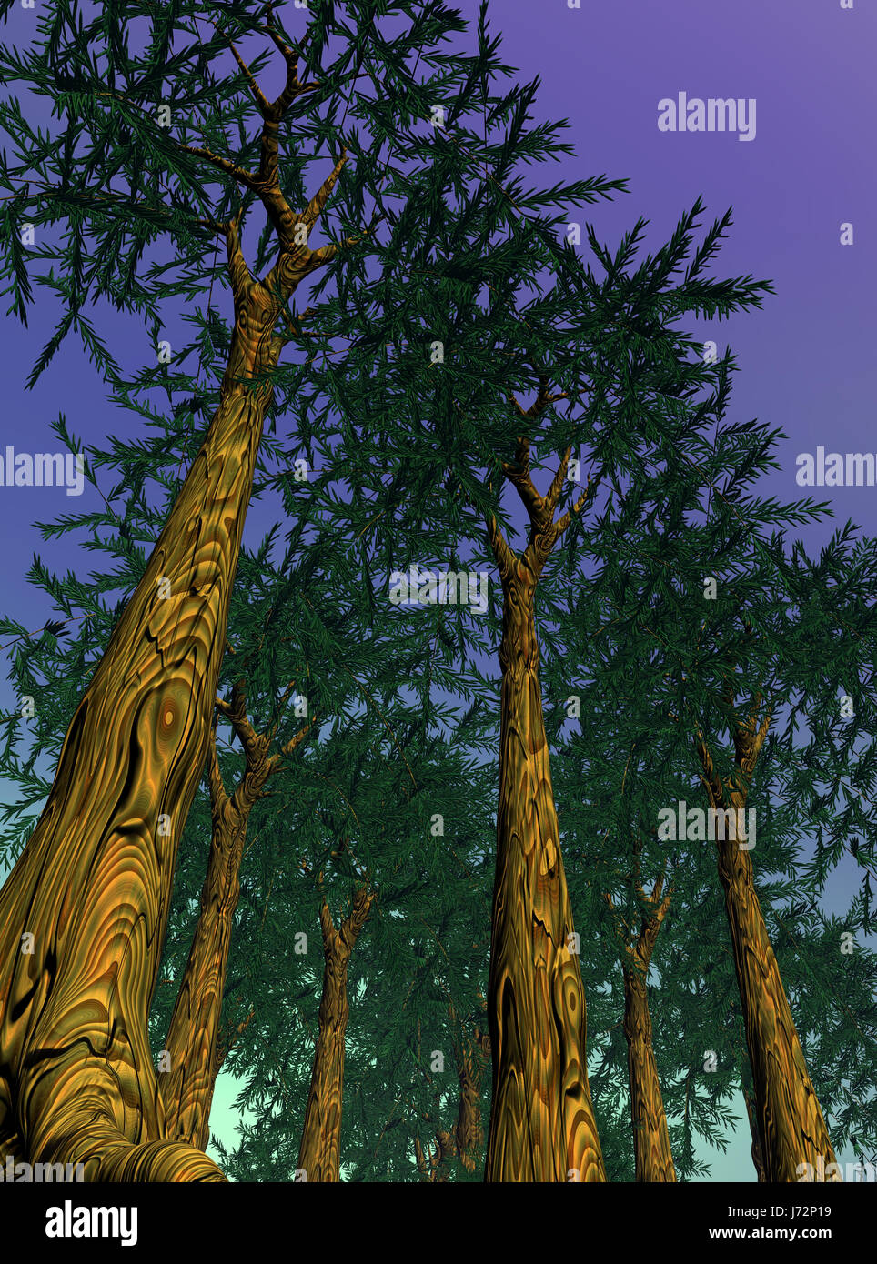 tree trees sunset trunk sequoia forest big large enormous extreme ...