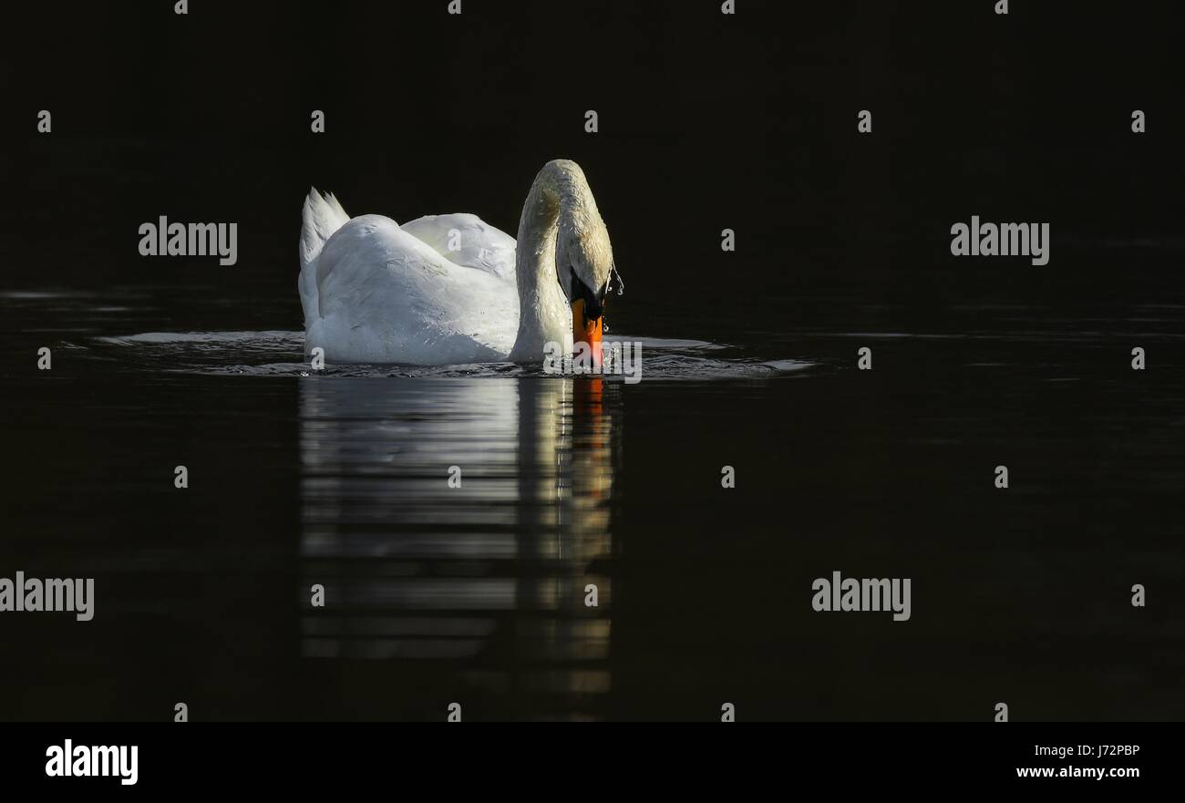 animal swan mirroring feathering pale bright pure white snow white ...