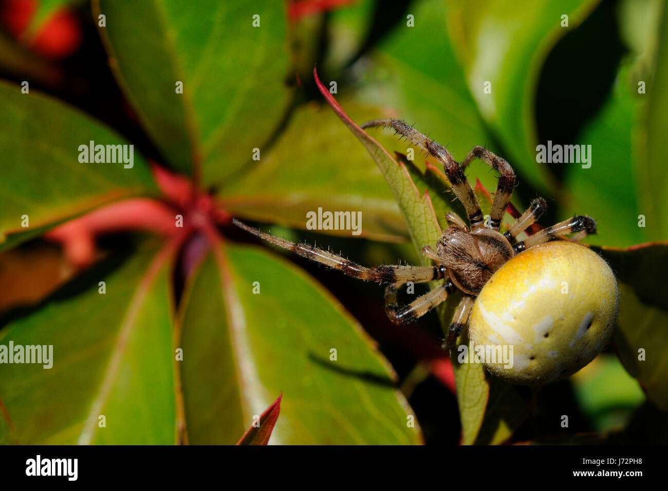 Krabbelninsekt hi-res stock photography and images - Alamy
