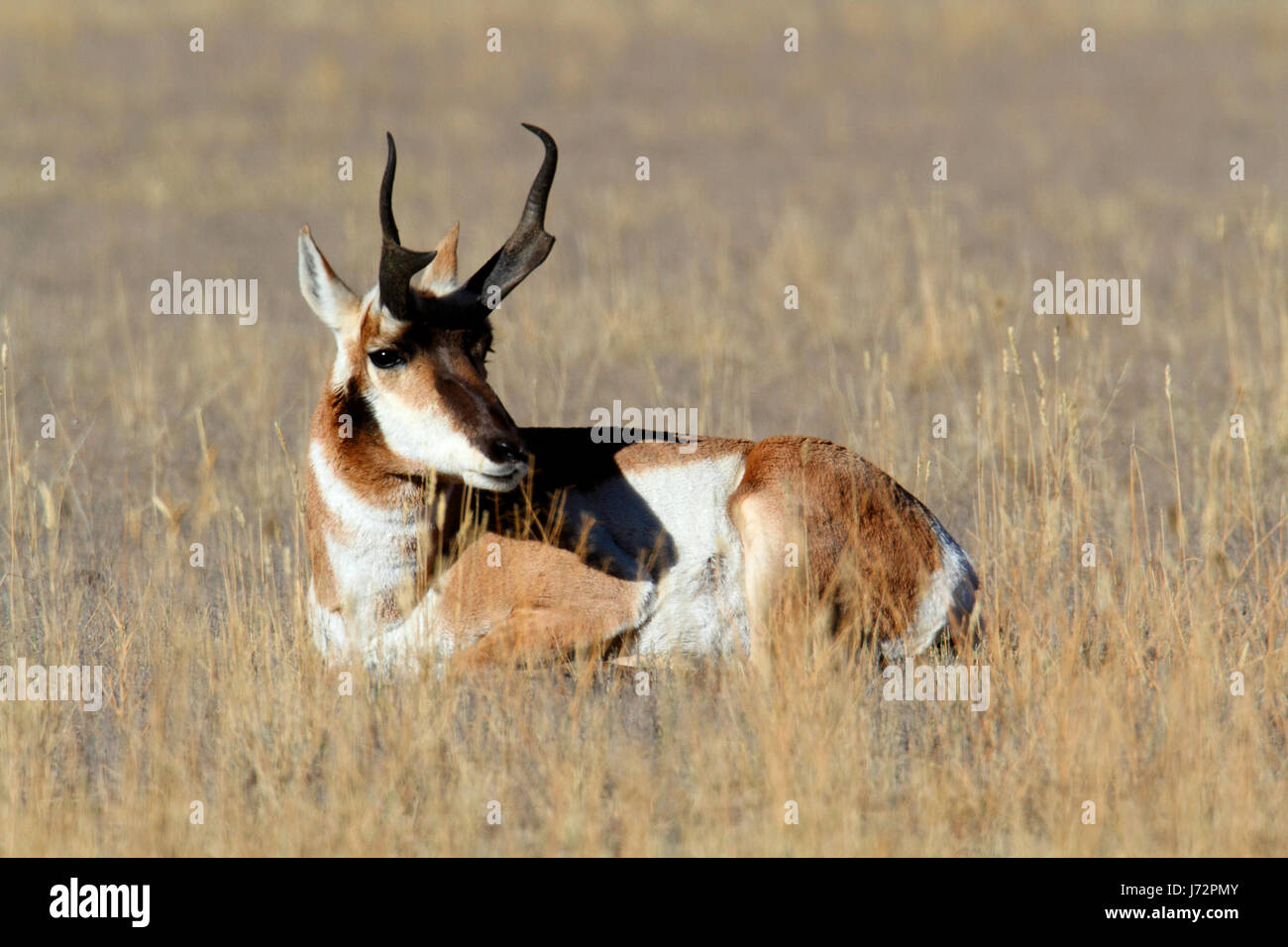 game tournament play playing plays played buck wildlife antelope game ...