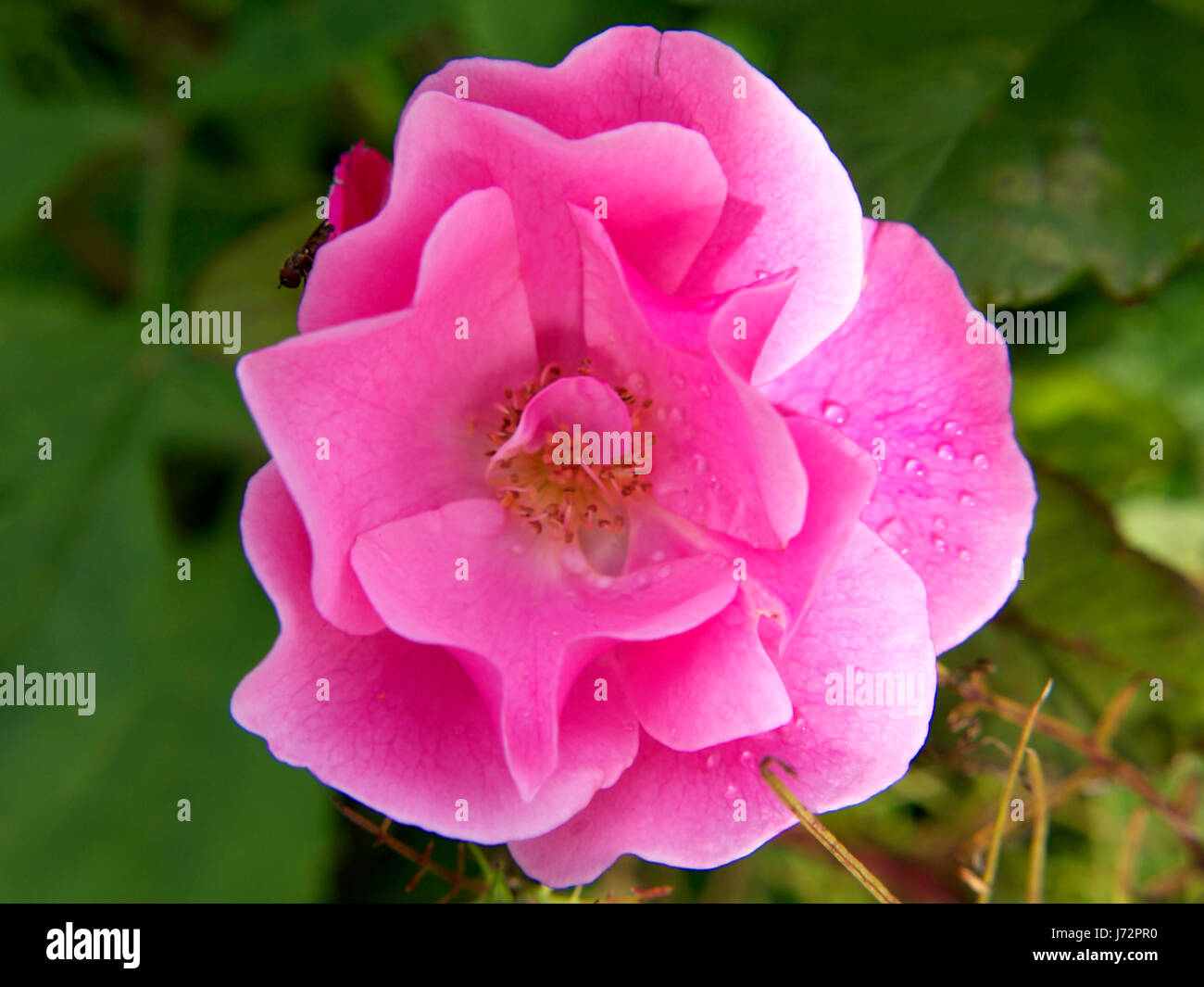 flower plant rose bloom blossom flourish flourishing environment ...