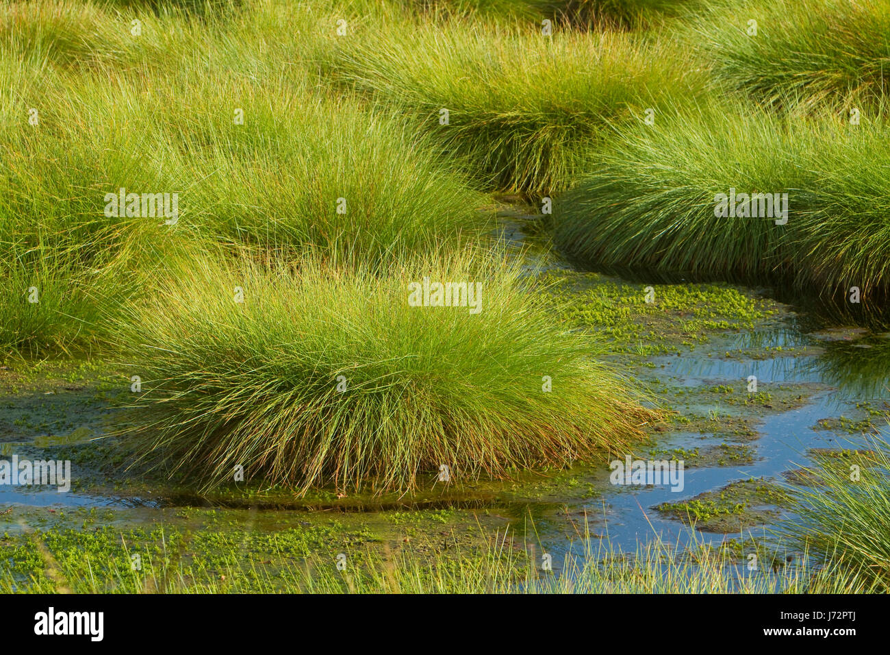 swamp wet fen moist colour bulrushes colors colours water green swamp ...