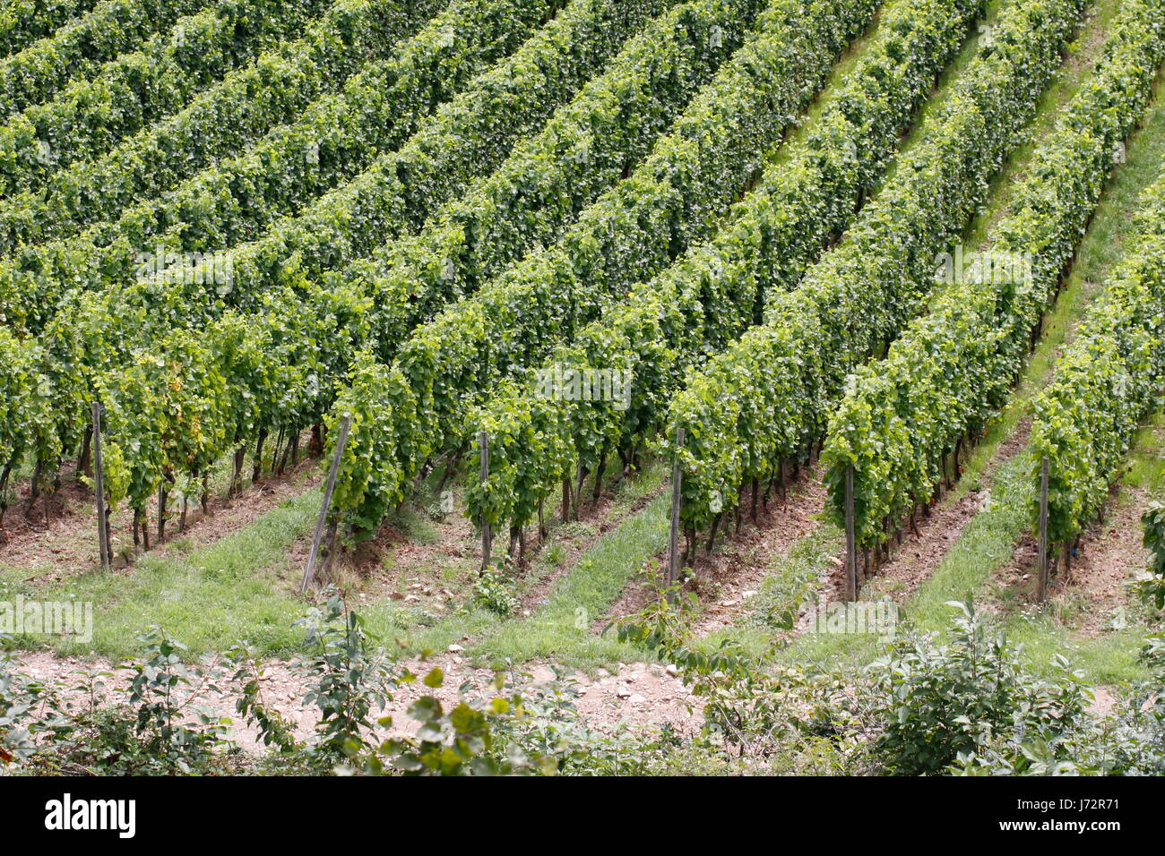 rhine field vineyards vineyard cultivation vine grape vine grape-vine ...