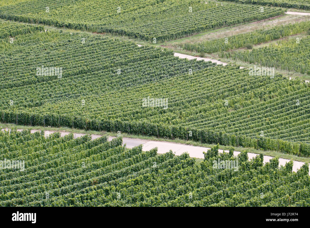 rhine field vineyards vineyard cultivation vine grape vine grape-vine ...