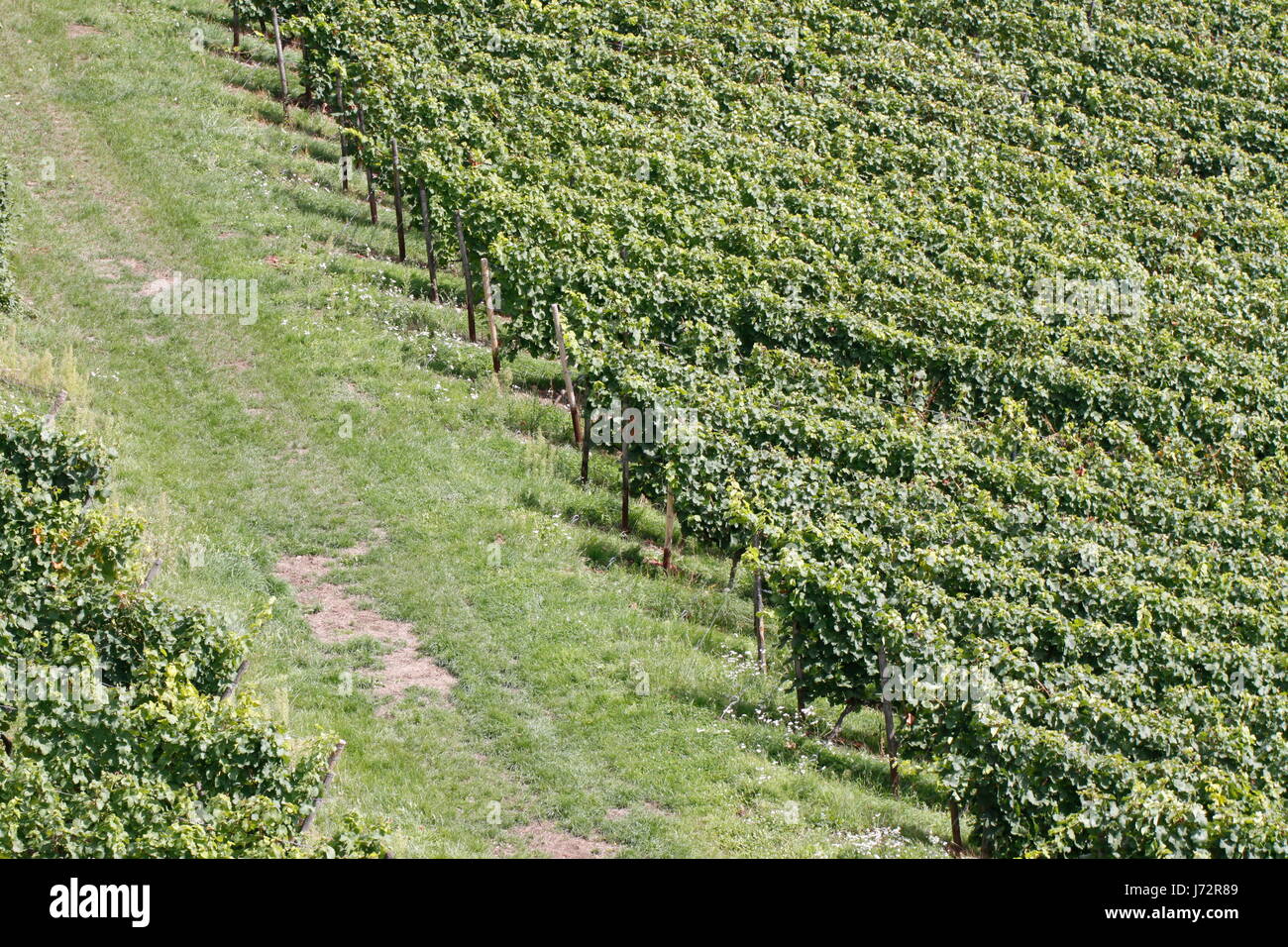 rhine field vineyards vineyard cultivation vine grape vine grape-vine ...