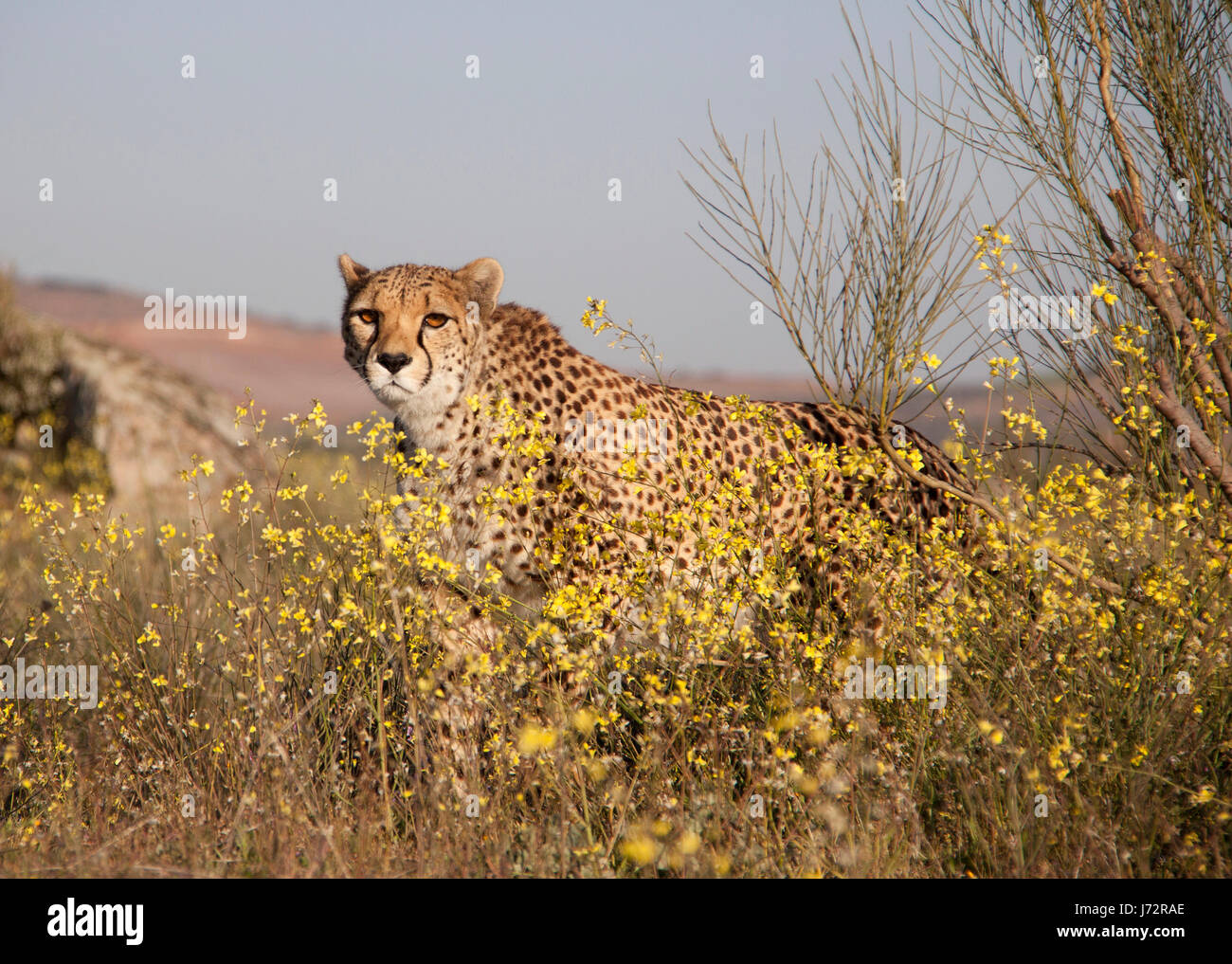 cheetah behind flowers Stock Photo - Alamy