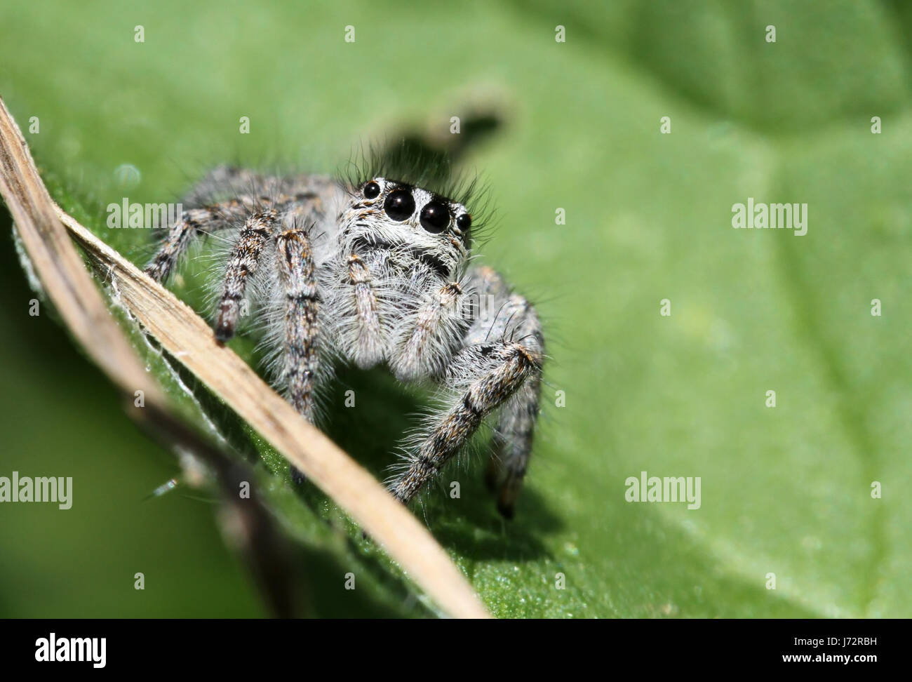 insect insects spider spin hairs hairy hair springspinne springspinnen ...