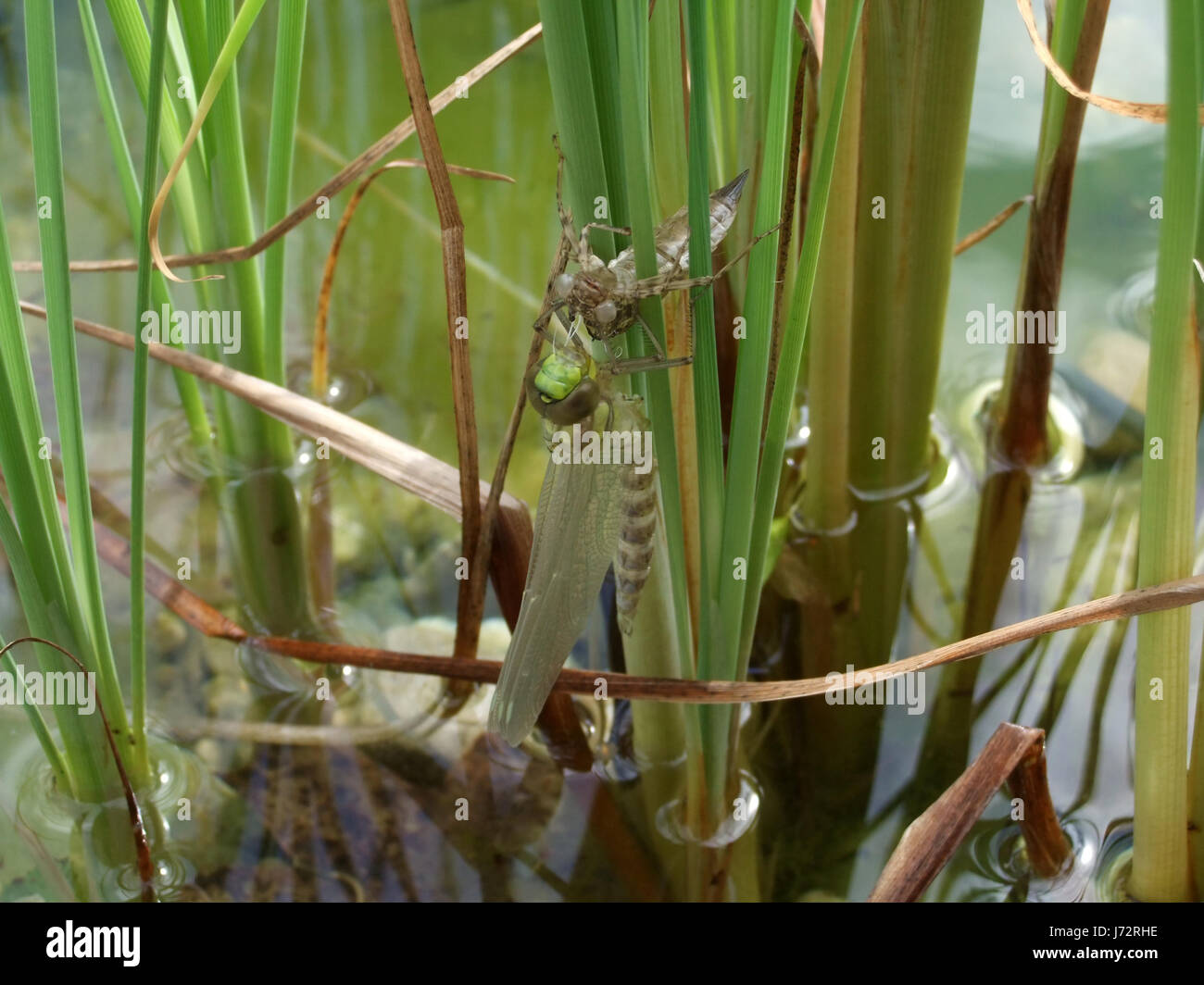 dragonfly fresh water pond water larva reed slip legs green brown ...