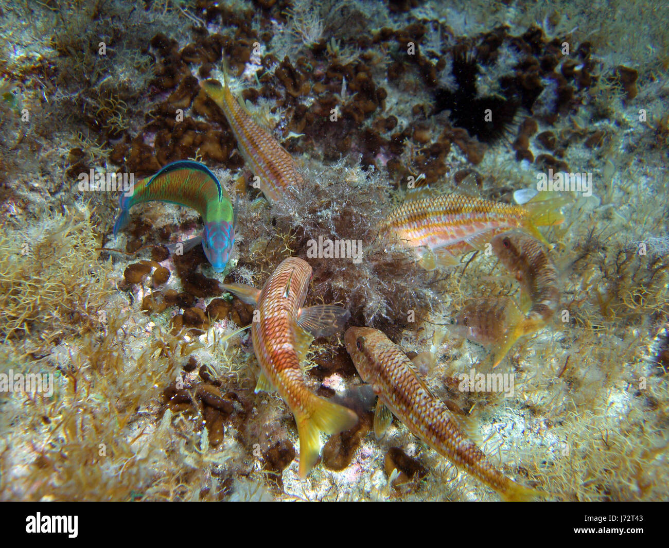 Striped mullet hi-res stock photography and images - Alamy
