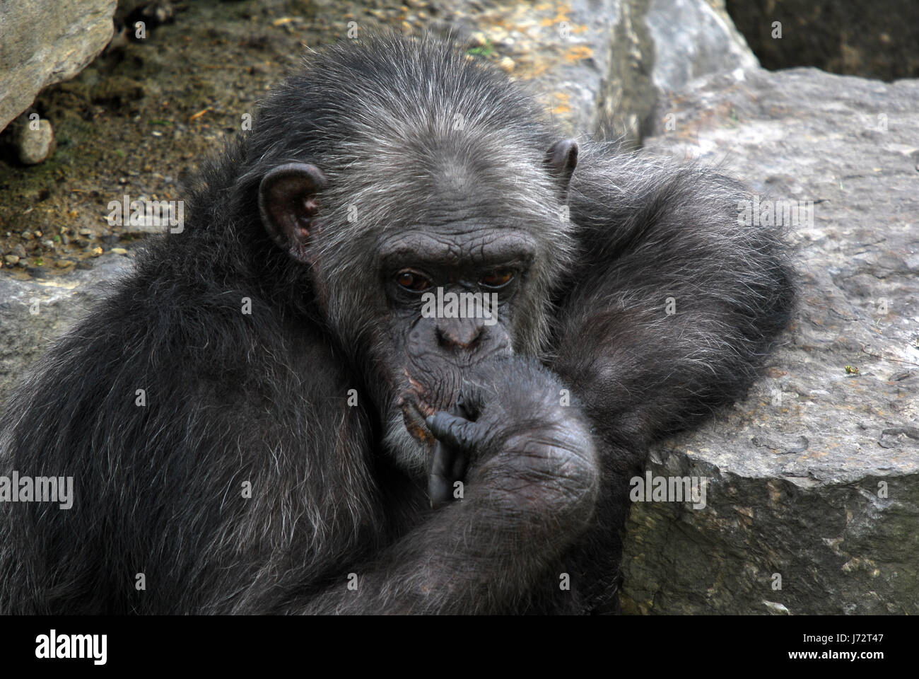 animal mammal wild monkey black swarthy jetblack deep black chimpanzee ...