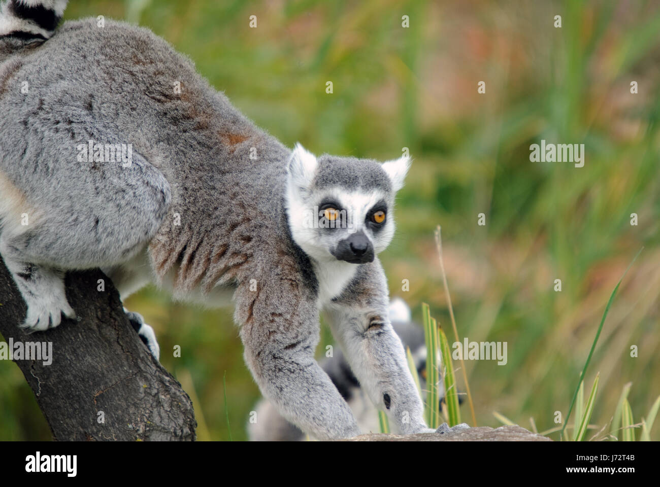 animal mammal tail lemur madagascar white animal mammal monkey black ...